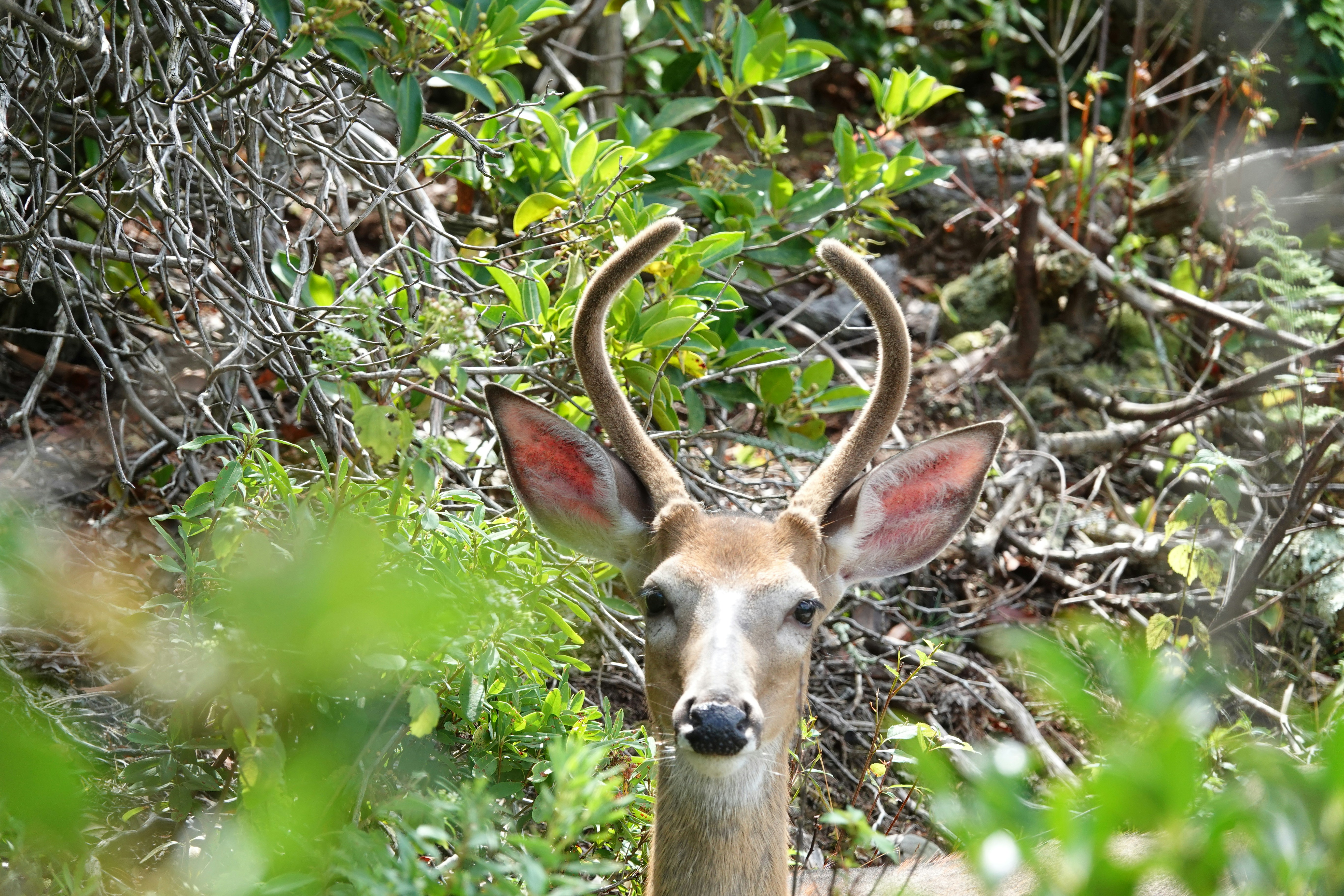 Stag at the Edge: A Buck’s Quiet Gaze Through Greenery