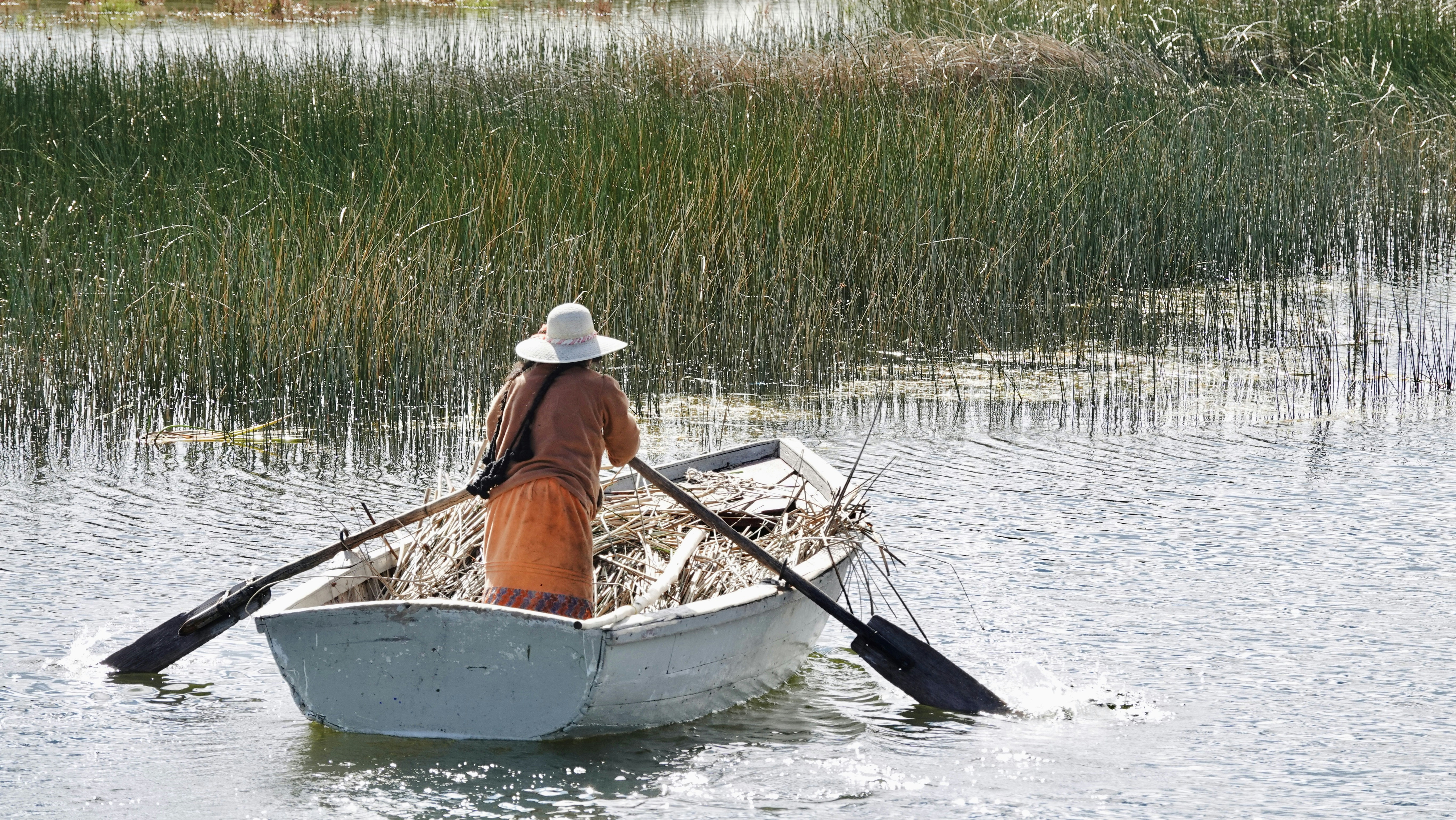 Rowing toward the reeds: a sunlit boat at the water's edge