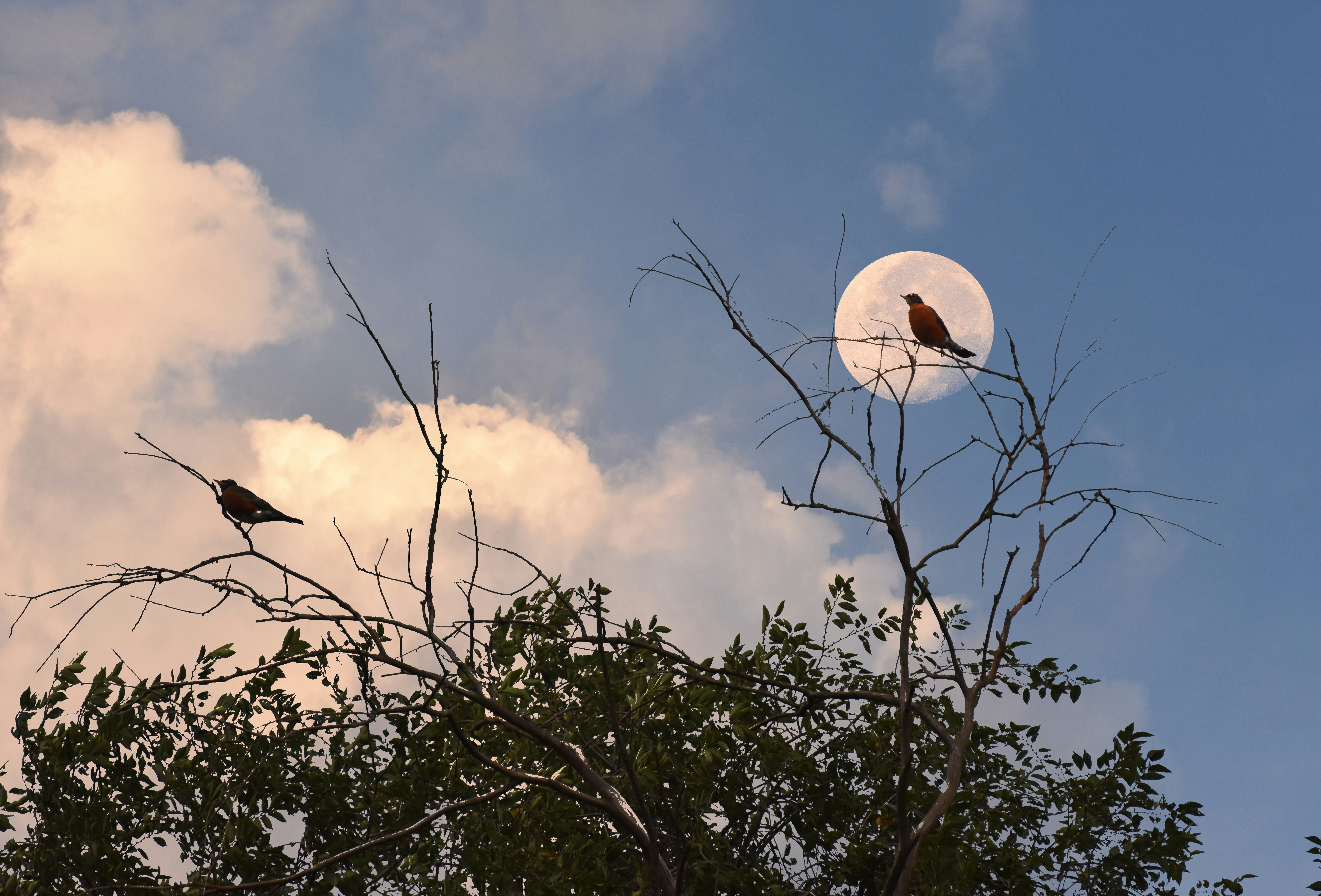Birds on a Moonlit Branch: Evening Perch Against a Clouded Sky