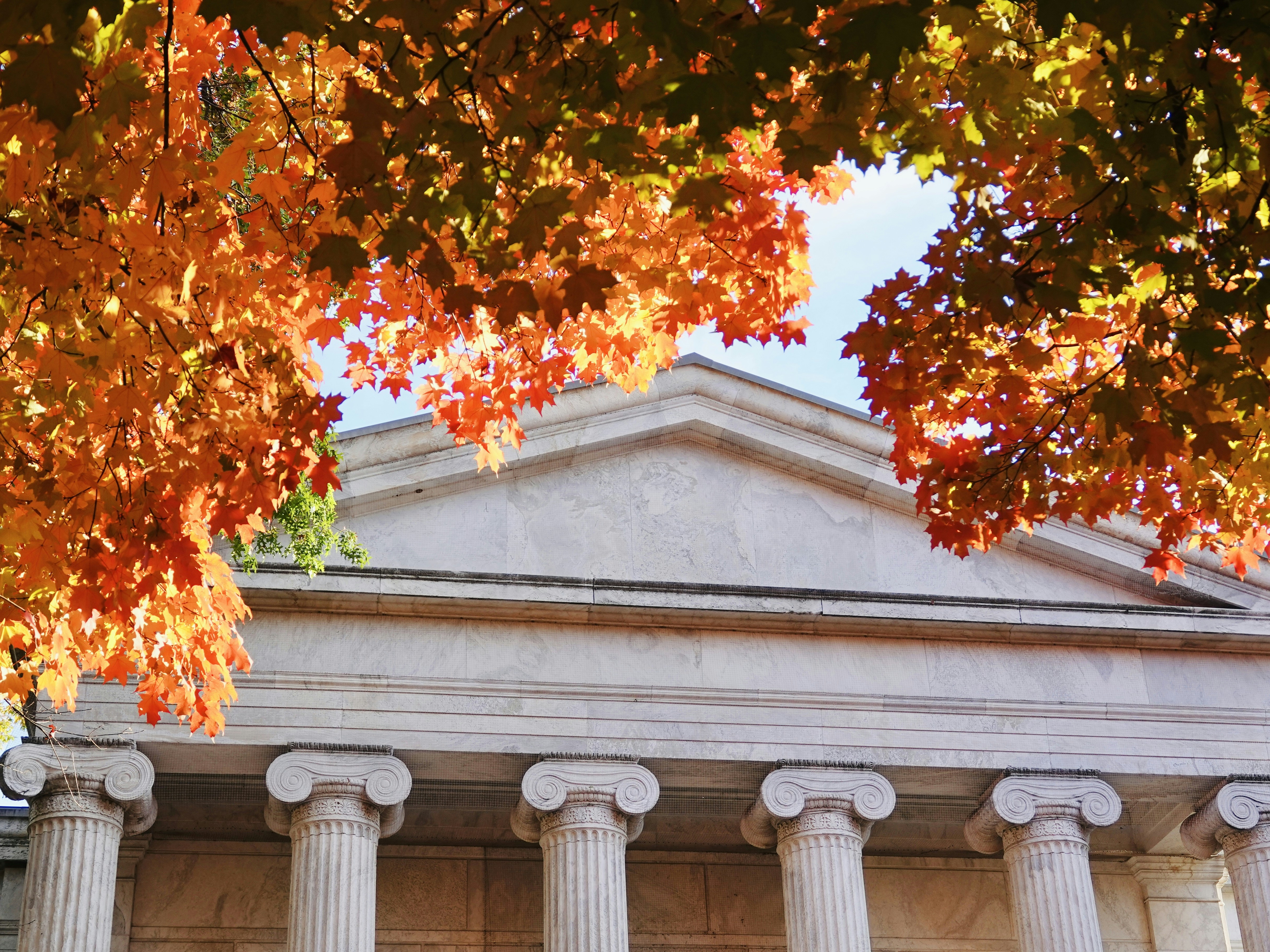 Golden Canopy Over Classical Facade
