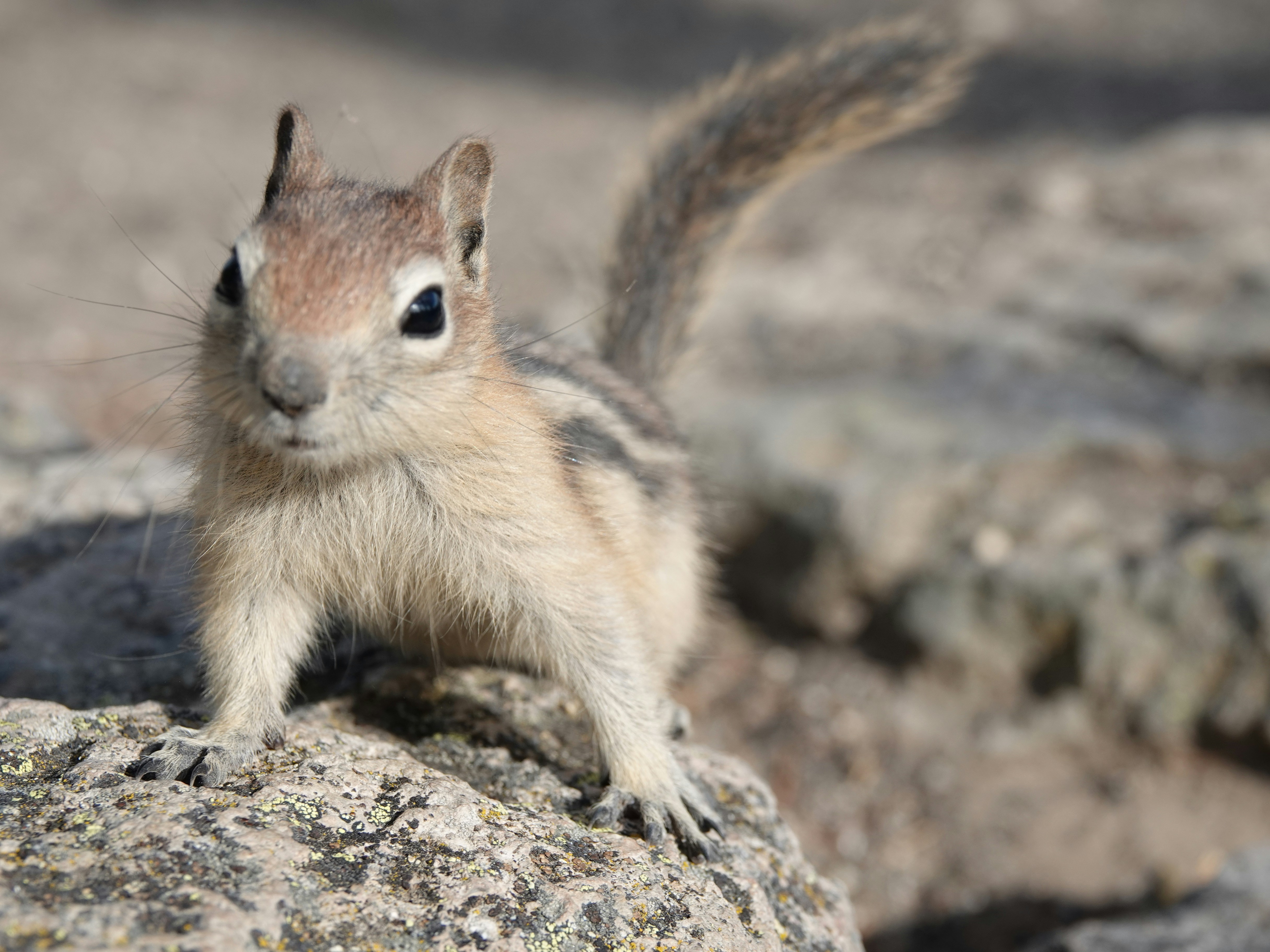 Curious Squirrel on a Rocky Outcrop