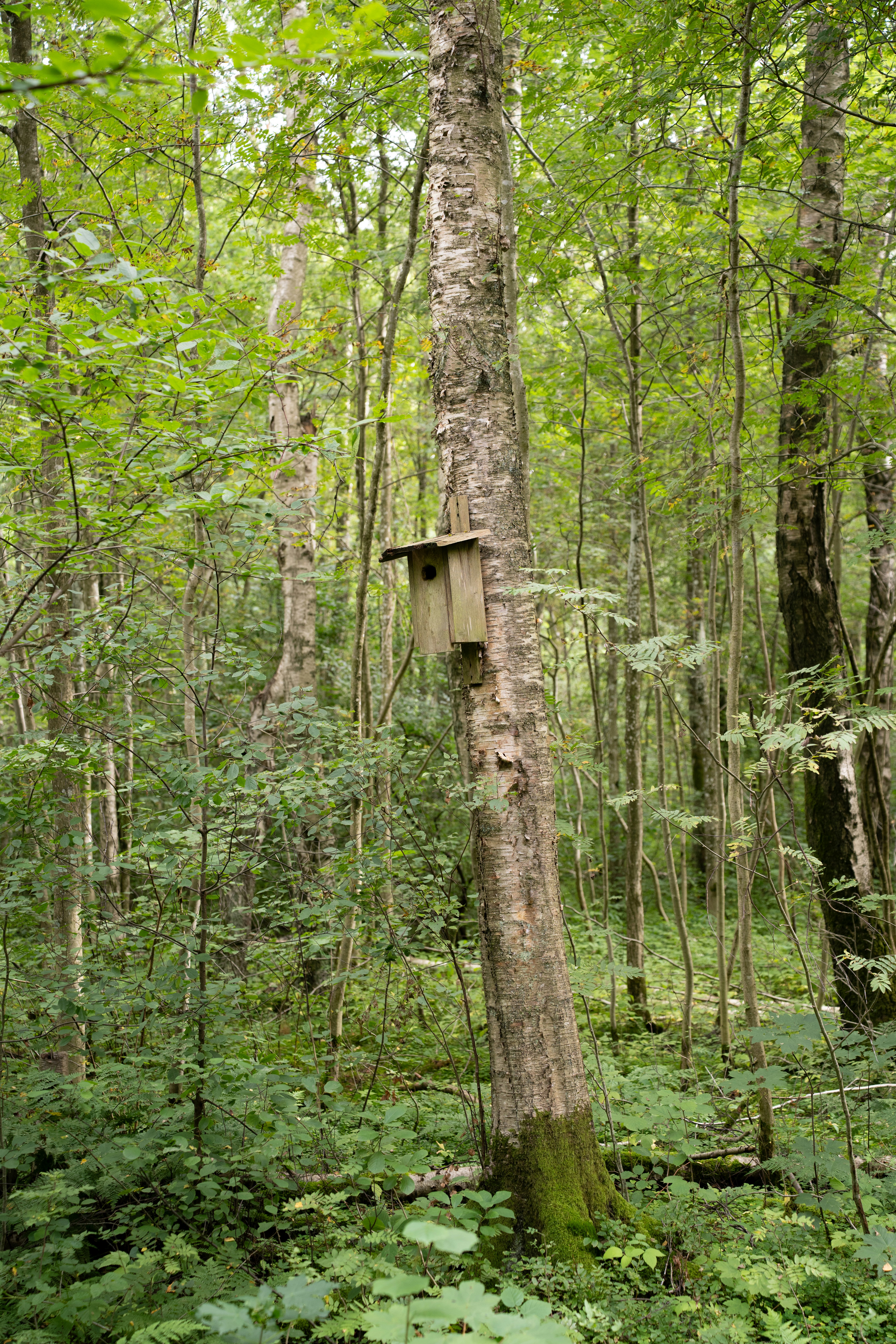 Birdhouse Nook: A Quiet Tree in the Green Labyrinth
