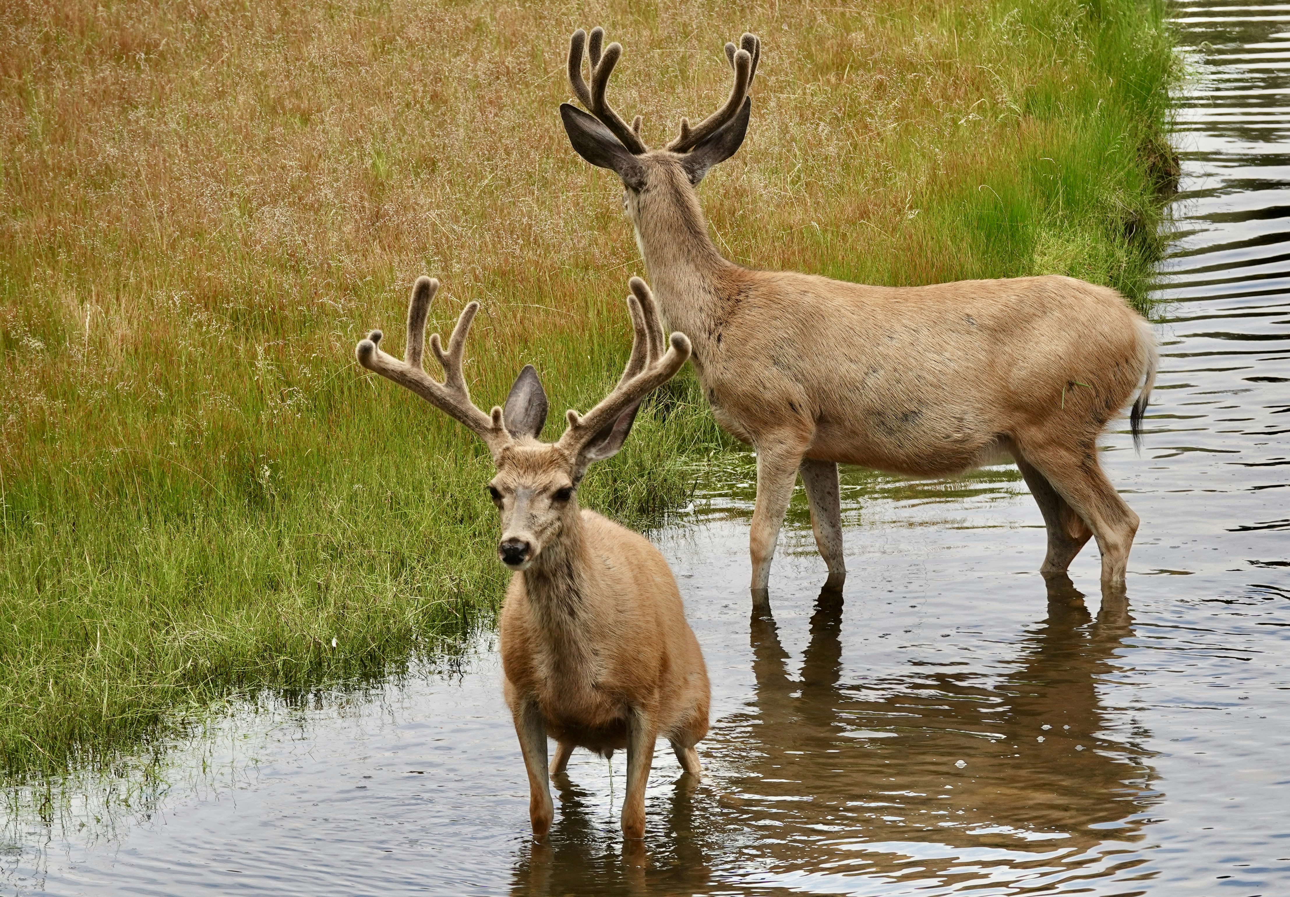 Curious Stroll: A Pair of Mellow Males in Marsh Light