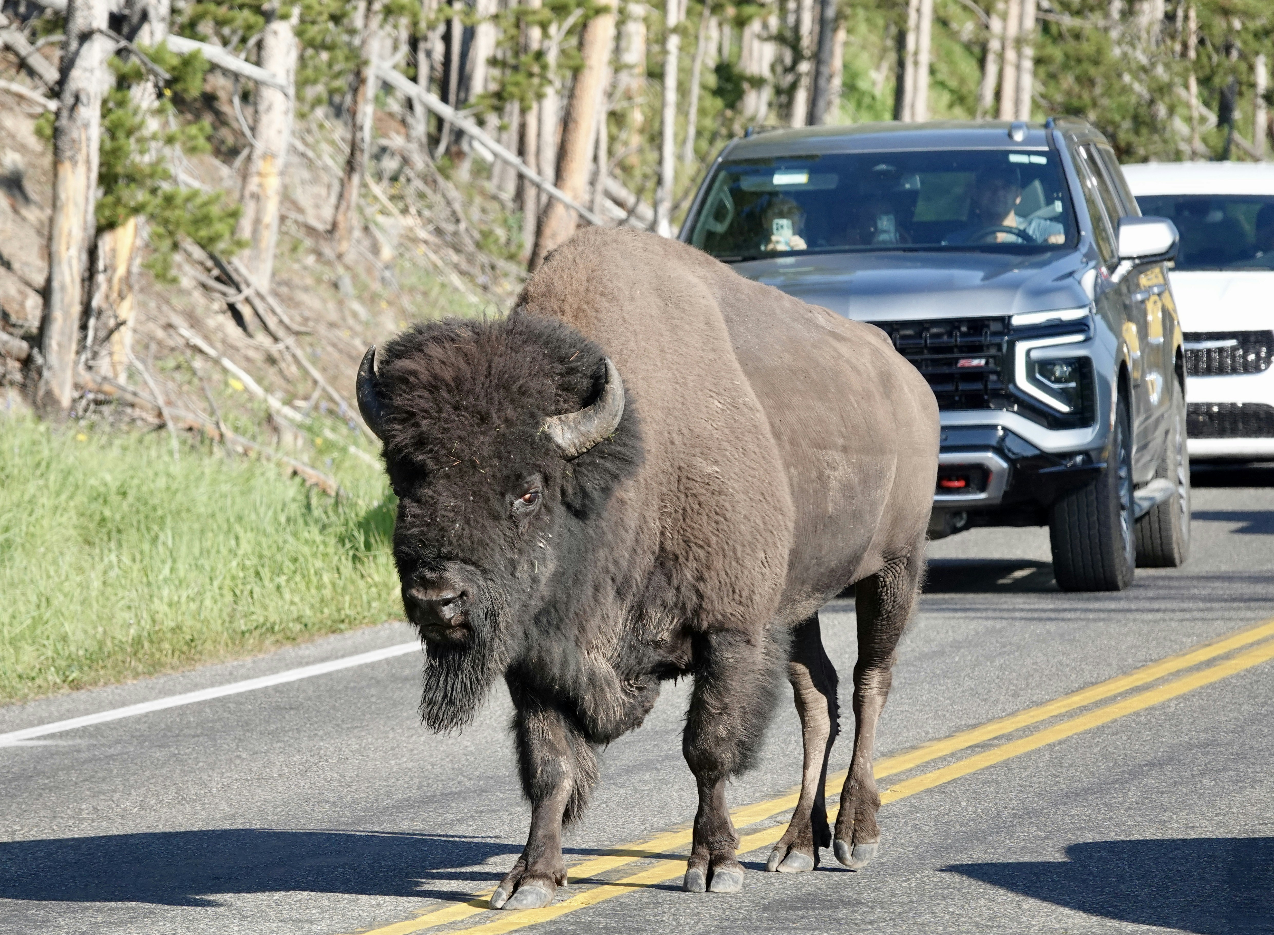 Giant Frontal: A Bullock Blocking the Road as a Pickup Trails Close Behind
