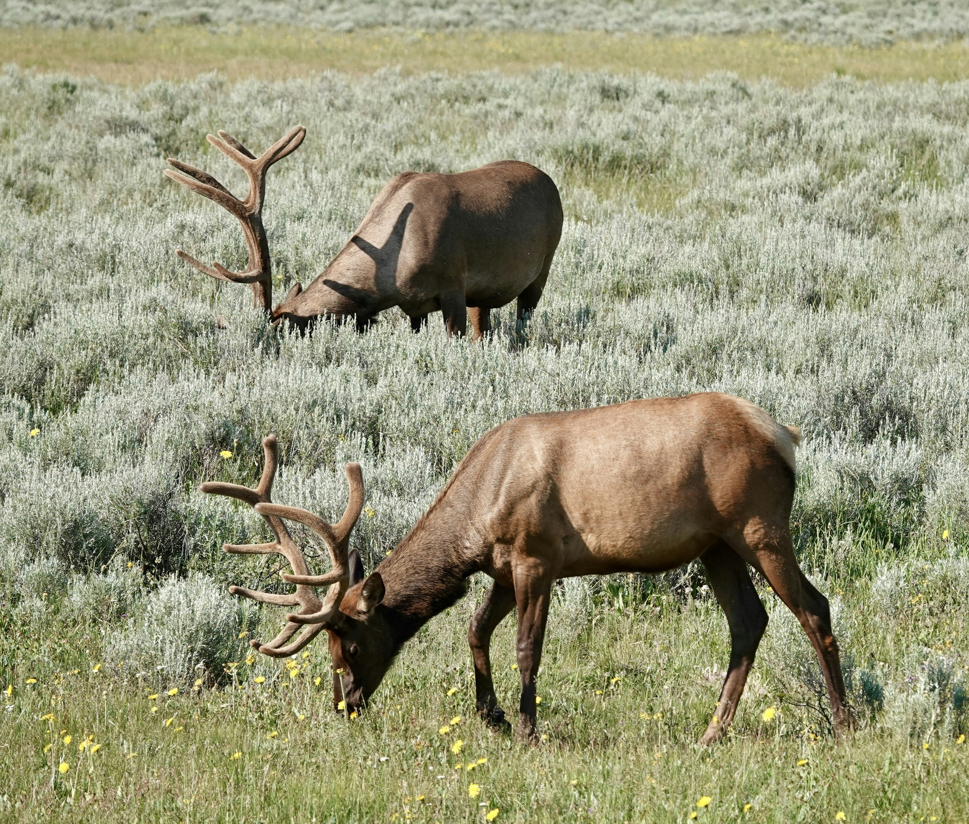 Antlered Stillness: Two Elks Grazing in a Sagebrush Meadow
