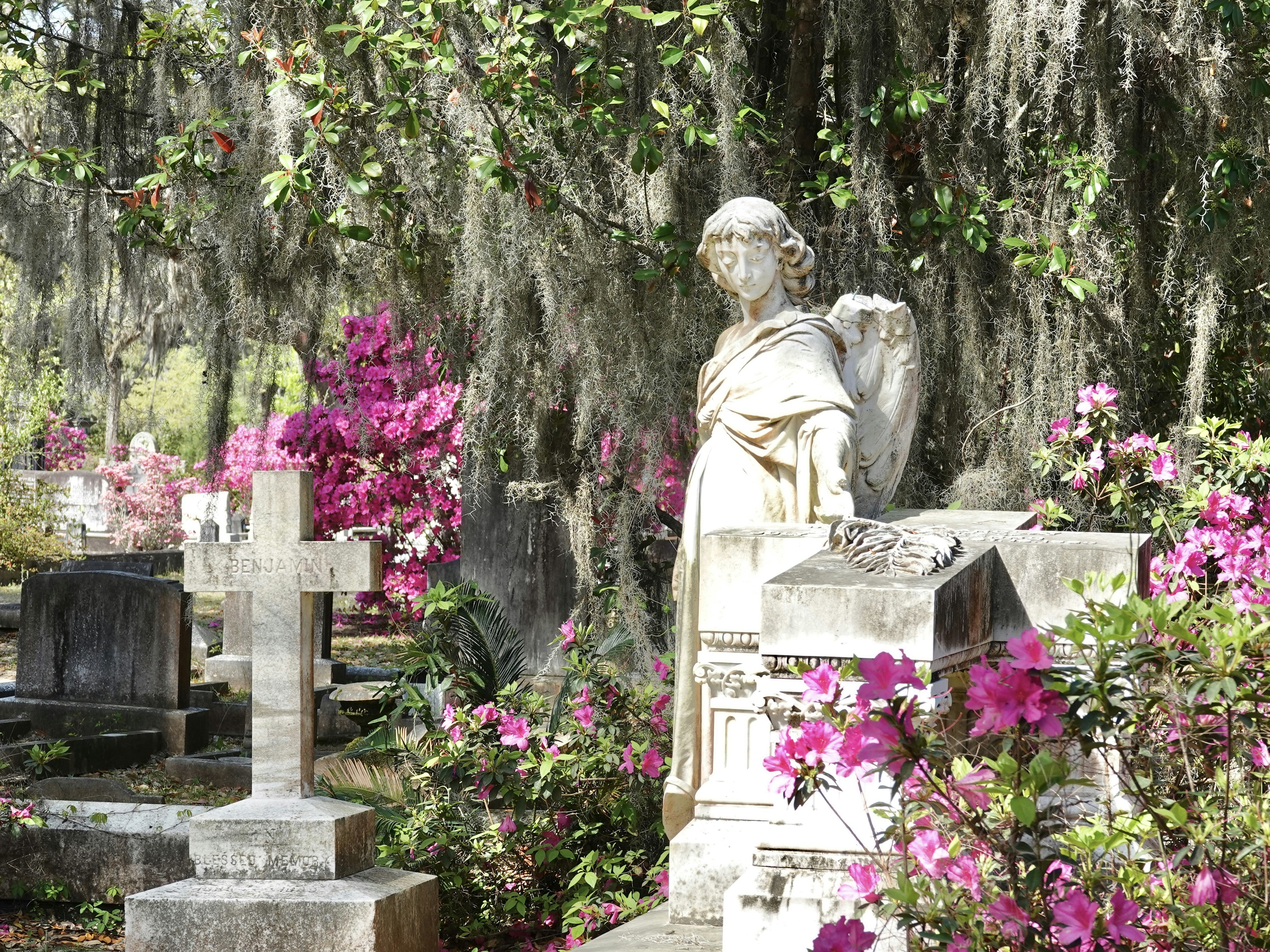 Angels Amidst Chrysanthemums: a Quiet Cemetery Scene