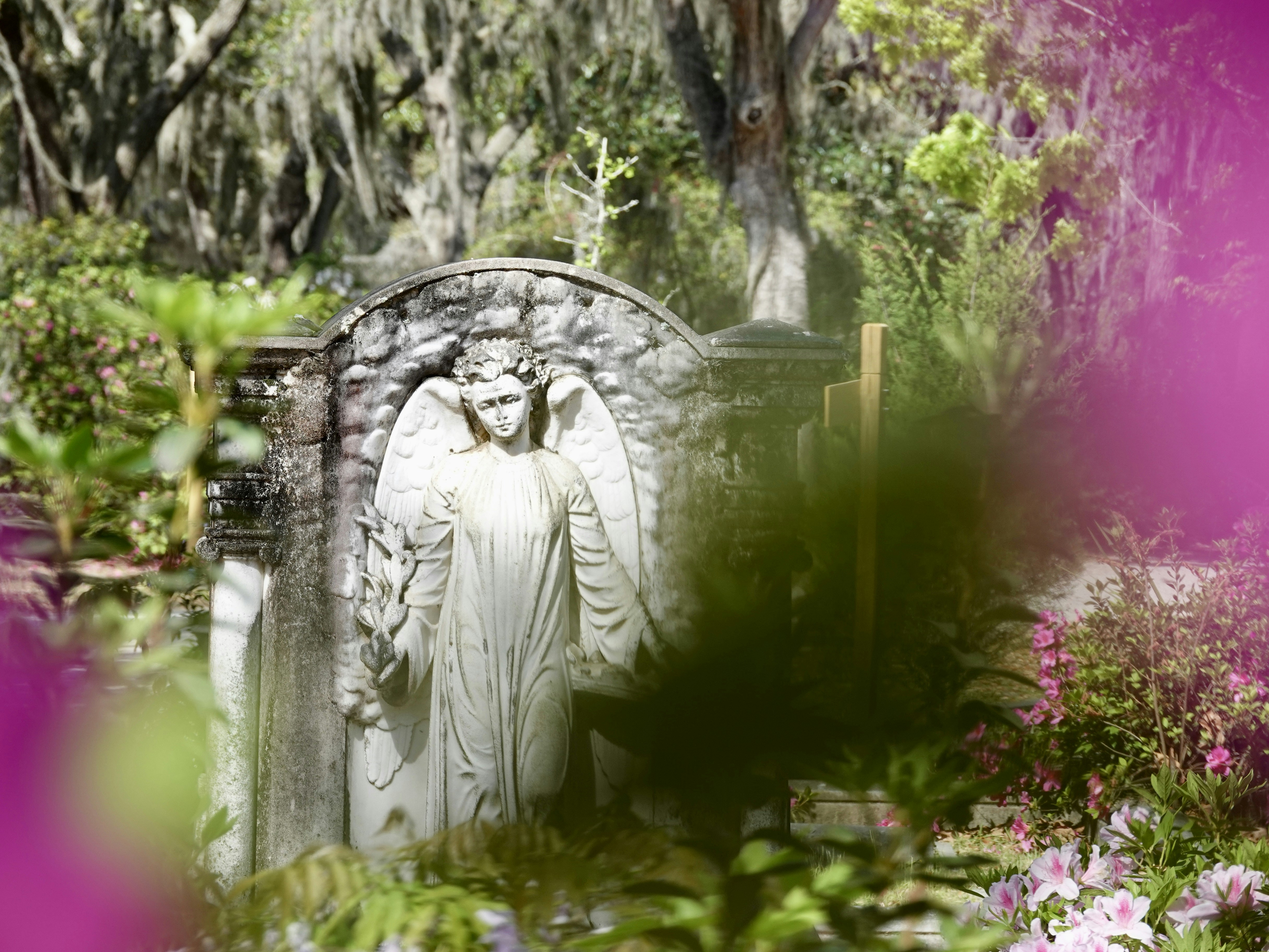 Angel in the Garden: Stone Statue Framed by Blooming Neon Pink Hues
