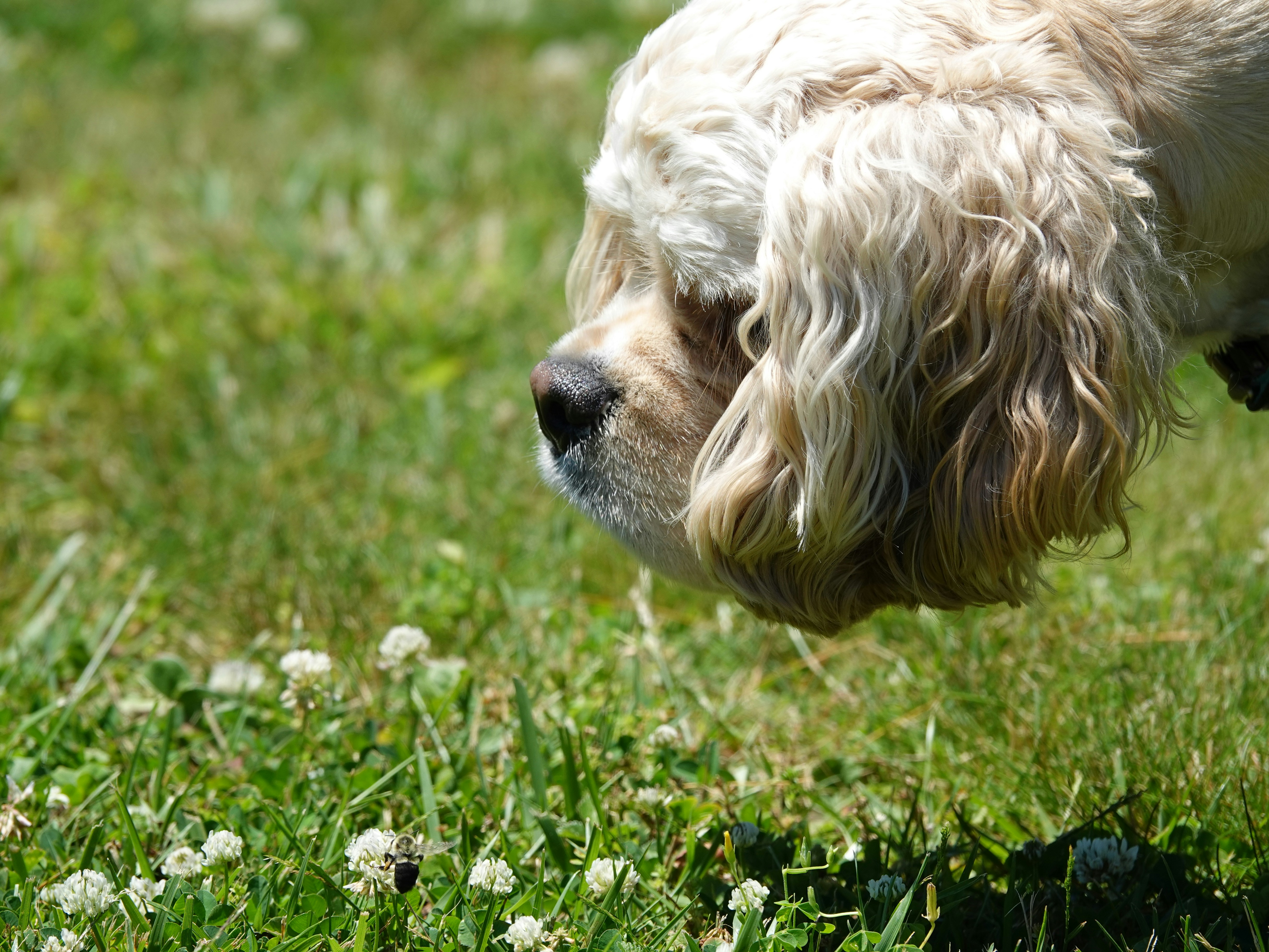 Golden Retriever Snout Hovering Over Spring Grass