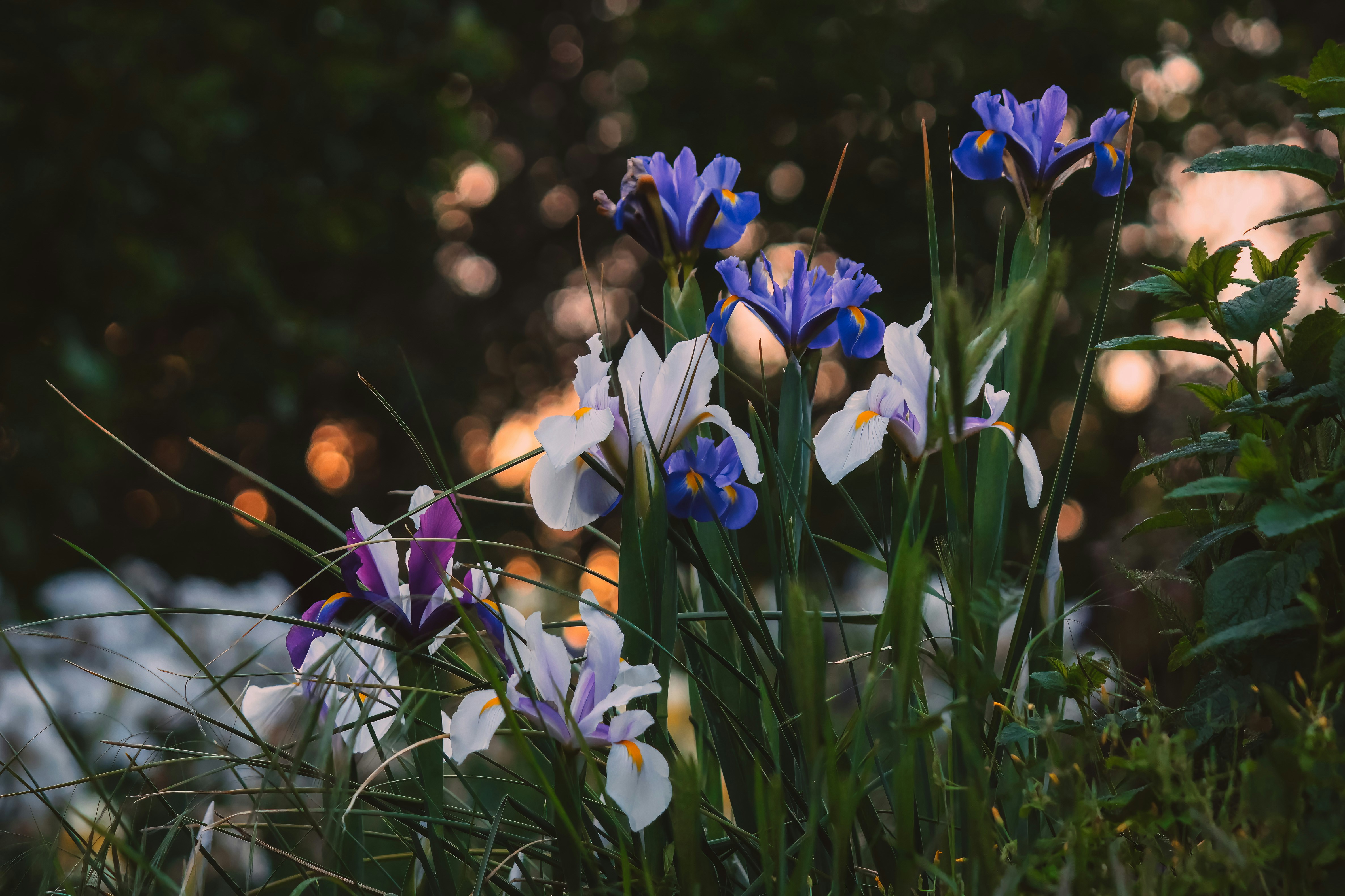 Iris Garden at Dusk: A Vivid Patch of Purple and White