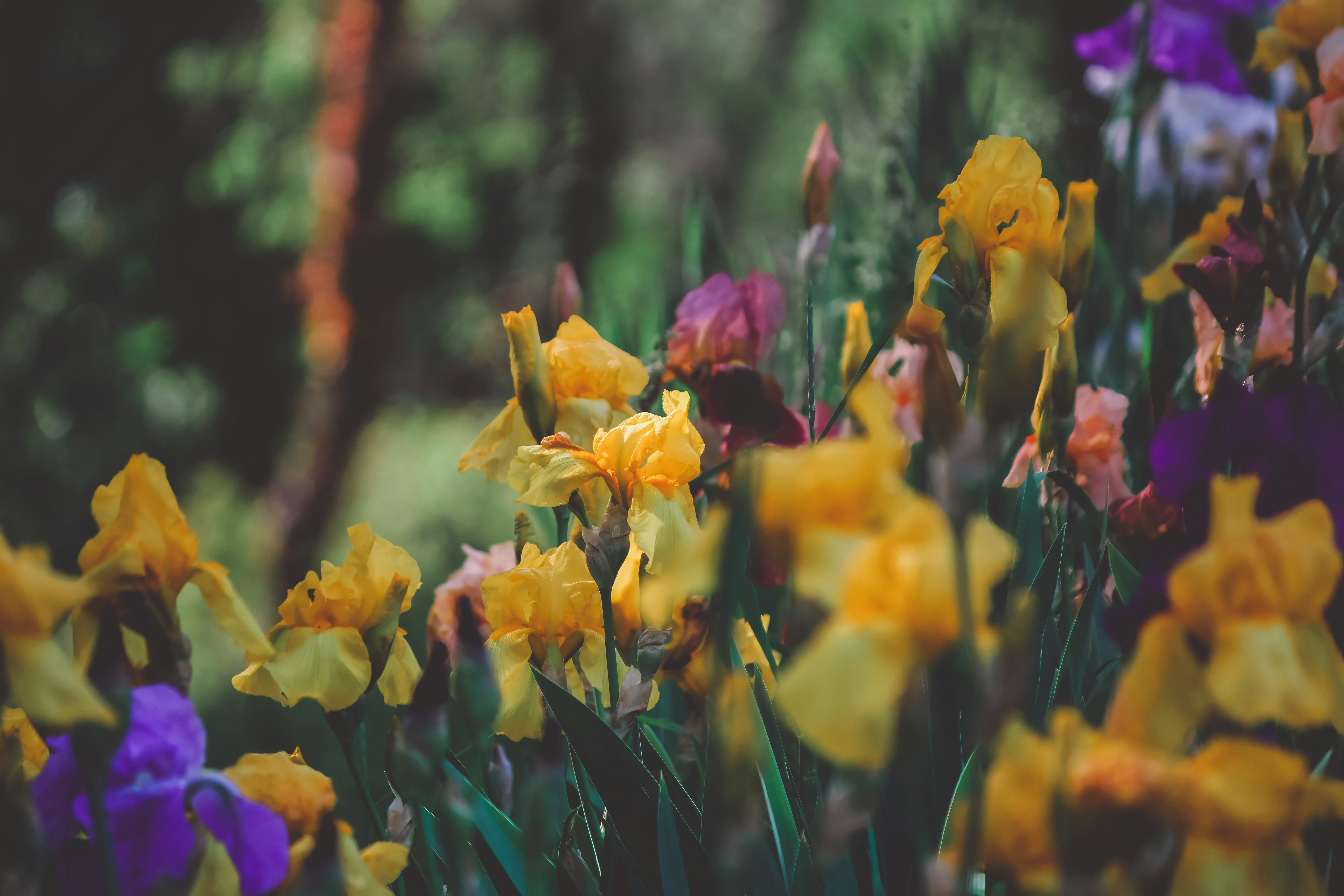 Border of Color: Iris Bed in Soft Focus