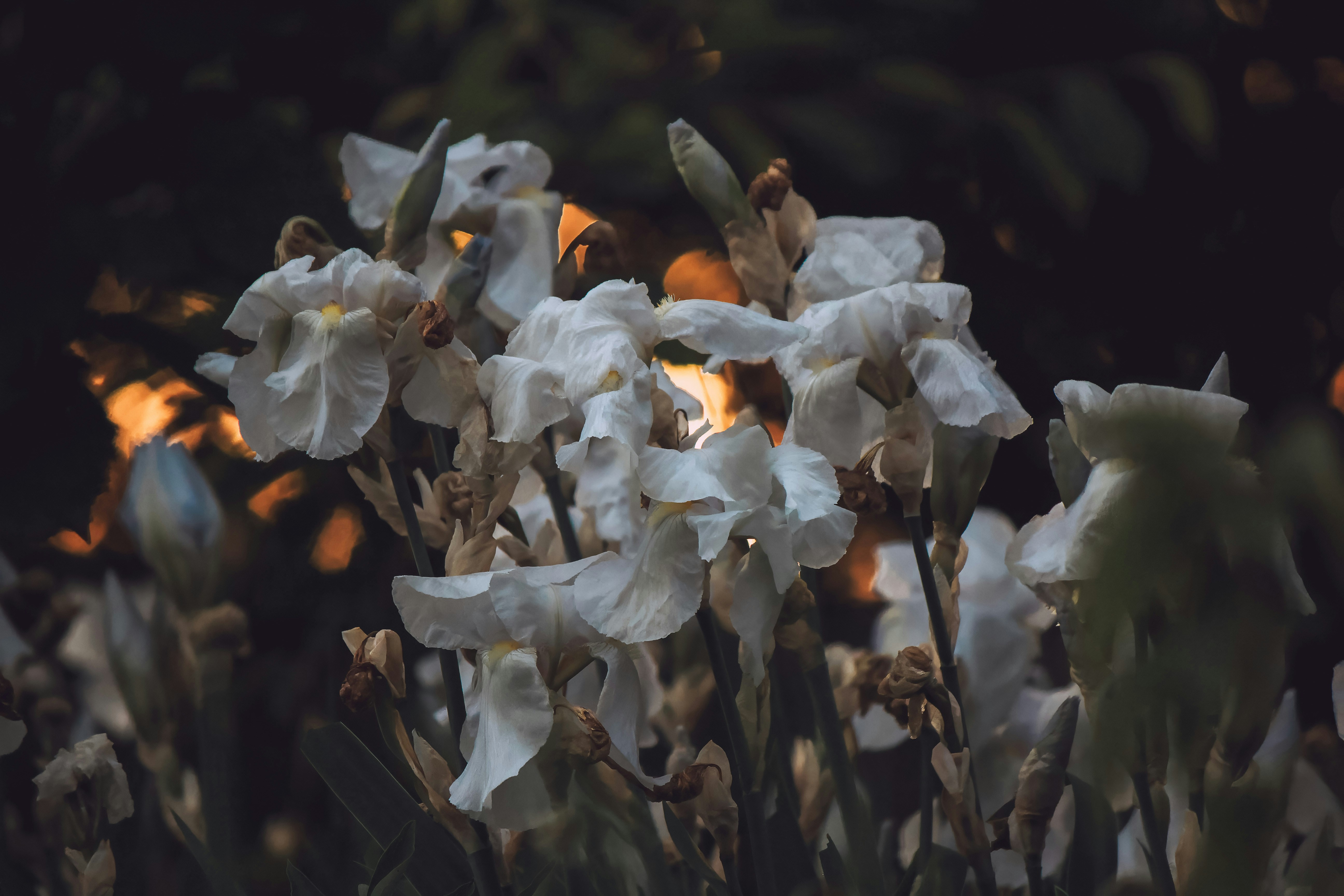 Twilight Irises: Soft Carousel of White Petals in Dim Light