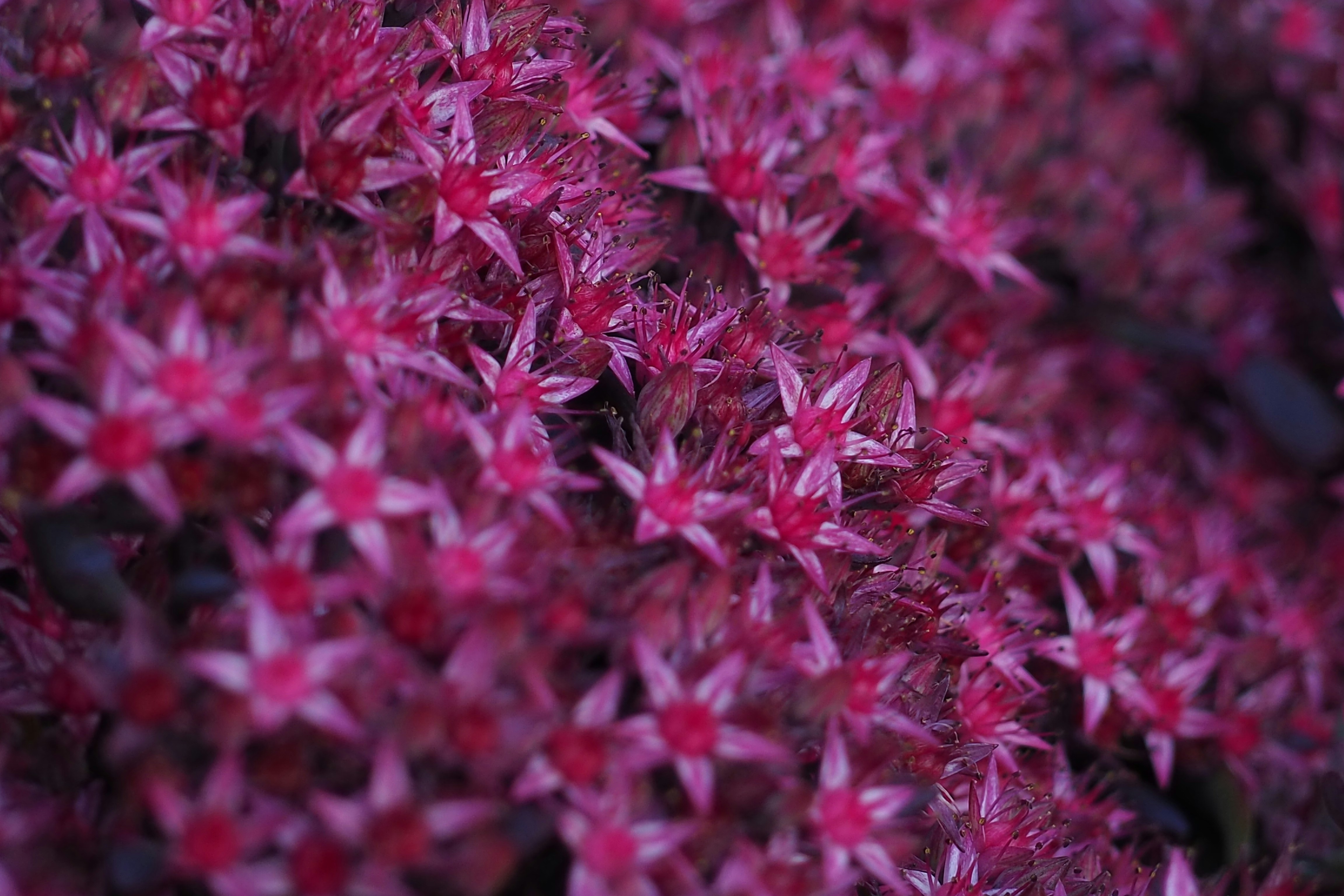 Crimson Pineapple: Close-Up of Dense Rosette Foliage
