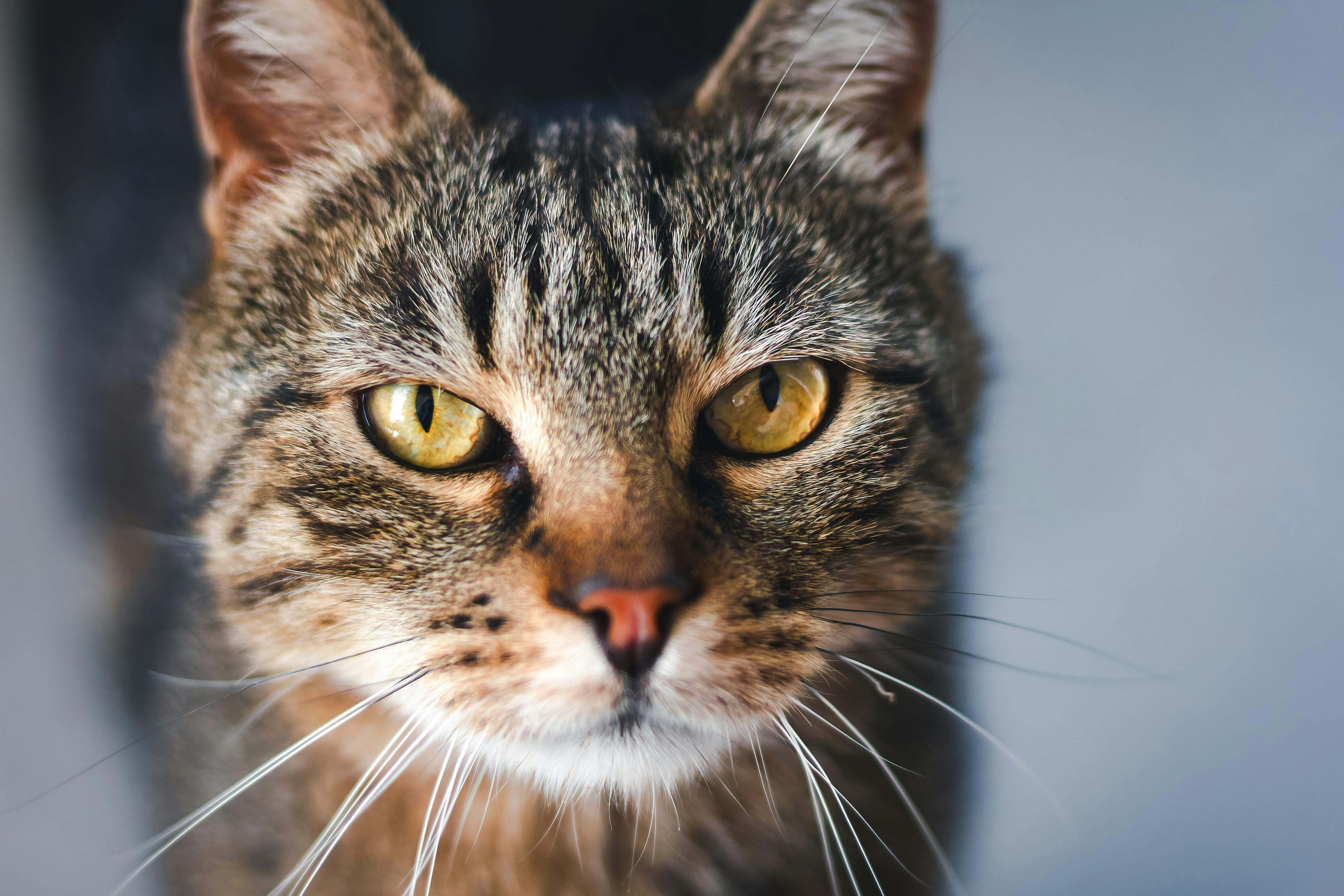 Cat Portrait: Focused Gaze Under Soft Blur