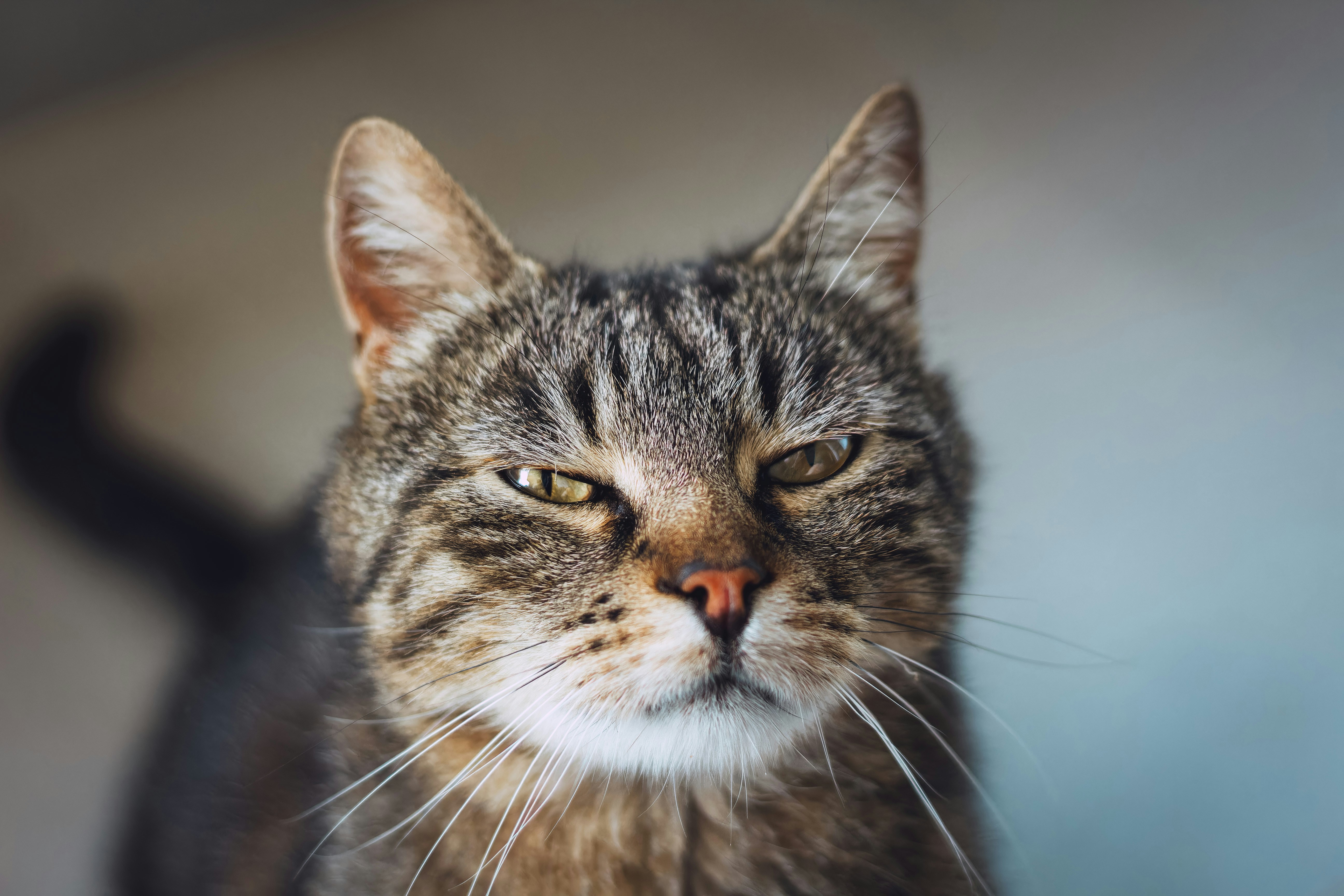 Direct Gaze: A Soft-Waced Portrait of a Cat