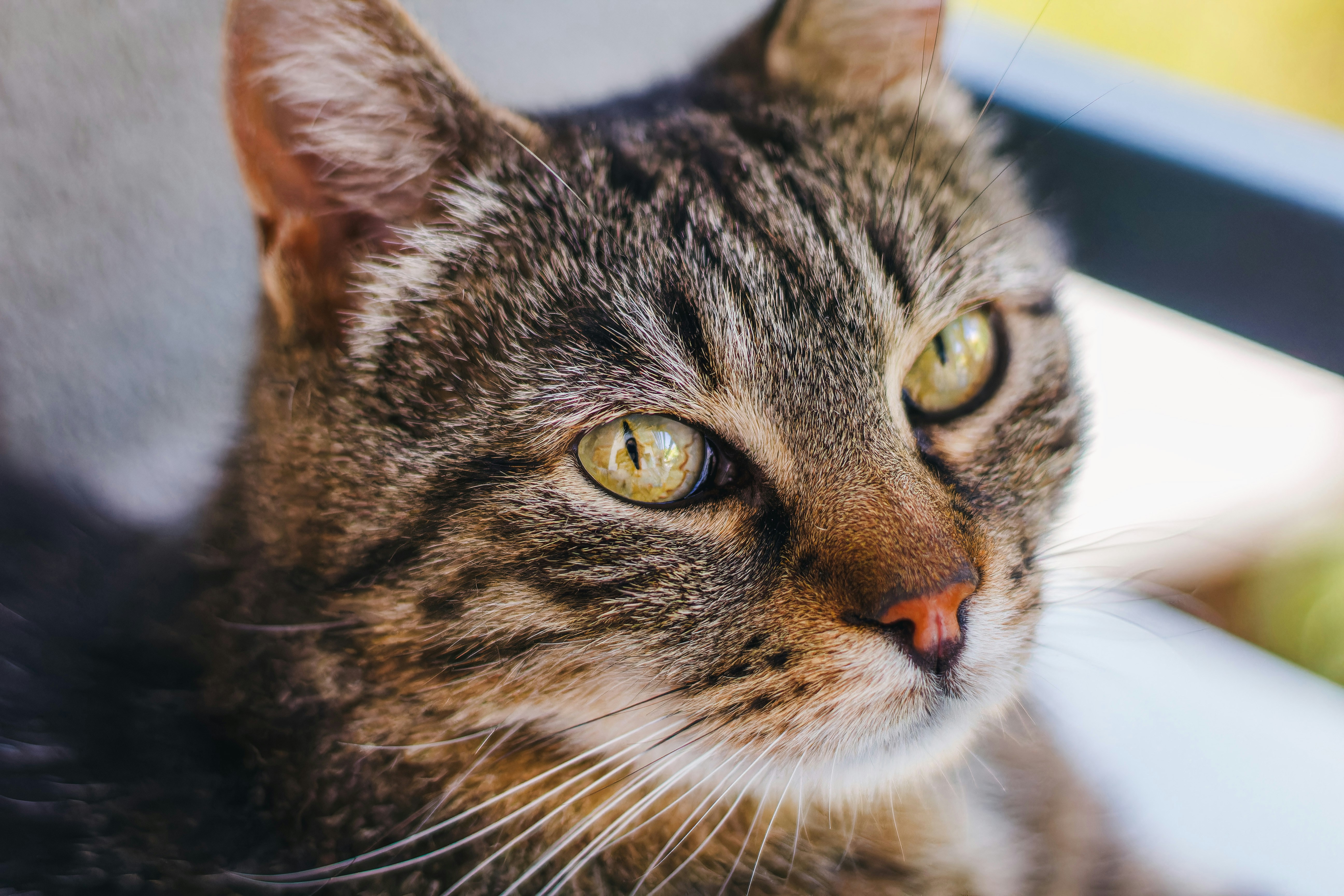 Close-up of a cat’s attentive gaze on a sunlit balcony