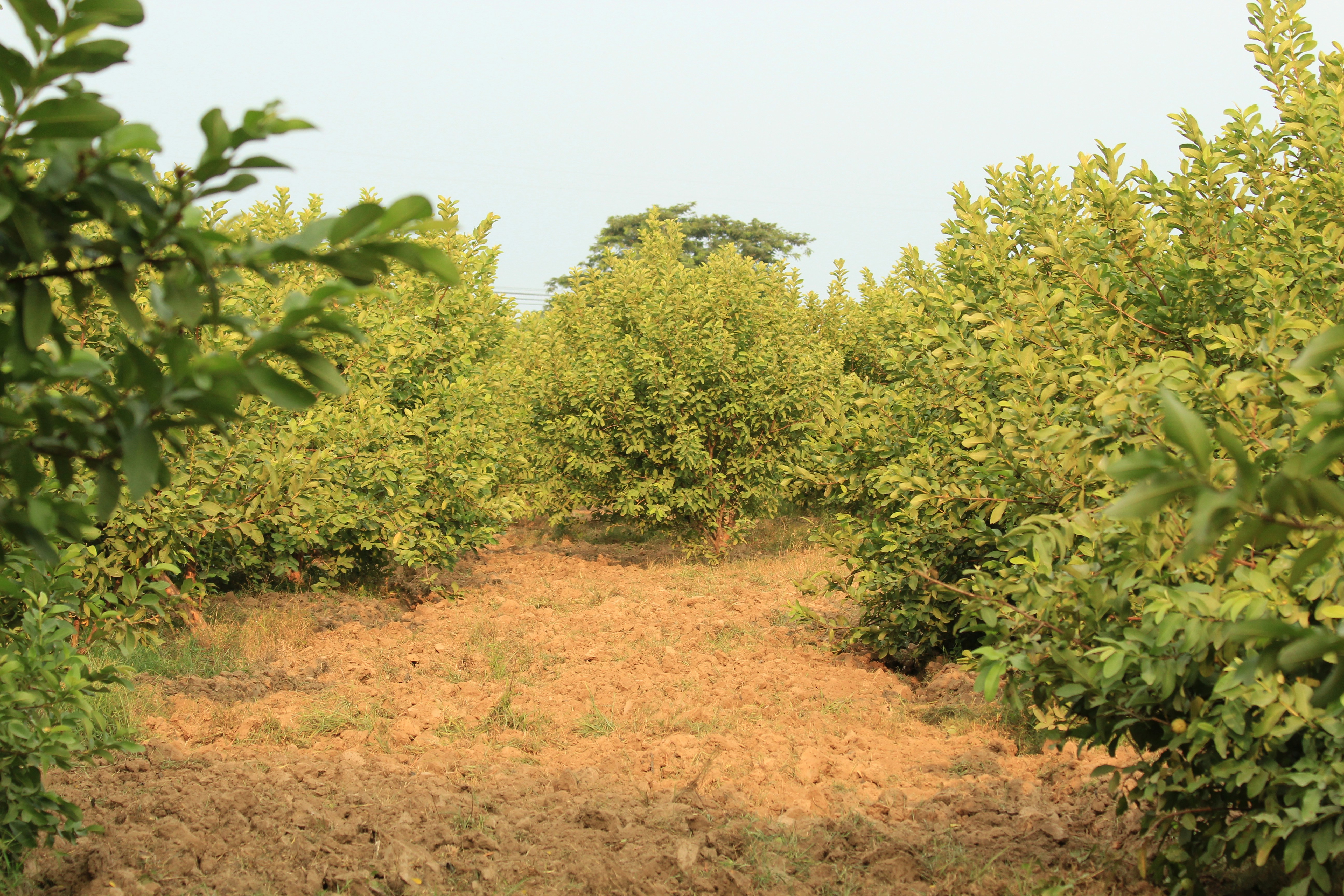 Rows of citrus trees in a sunlit orchard with dry soil path between them, bathed in warm golden light.