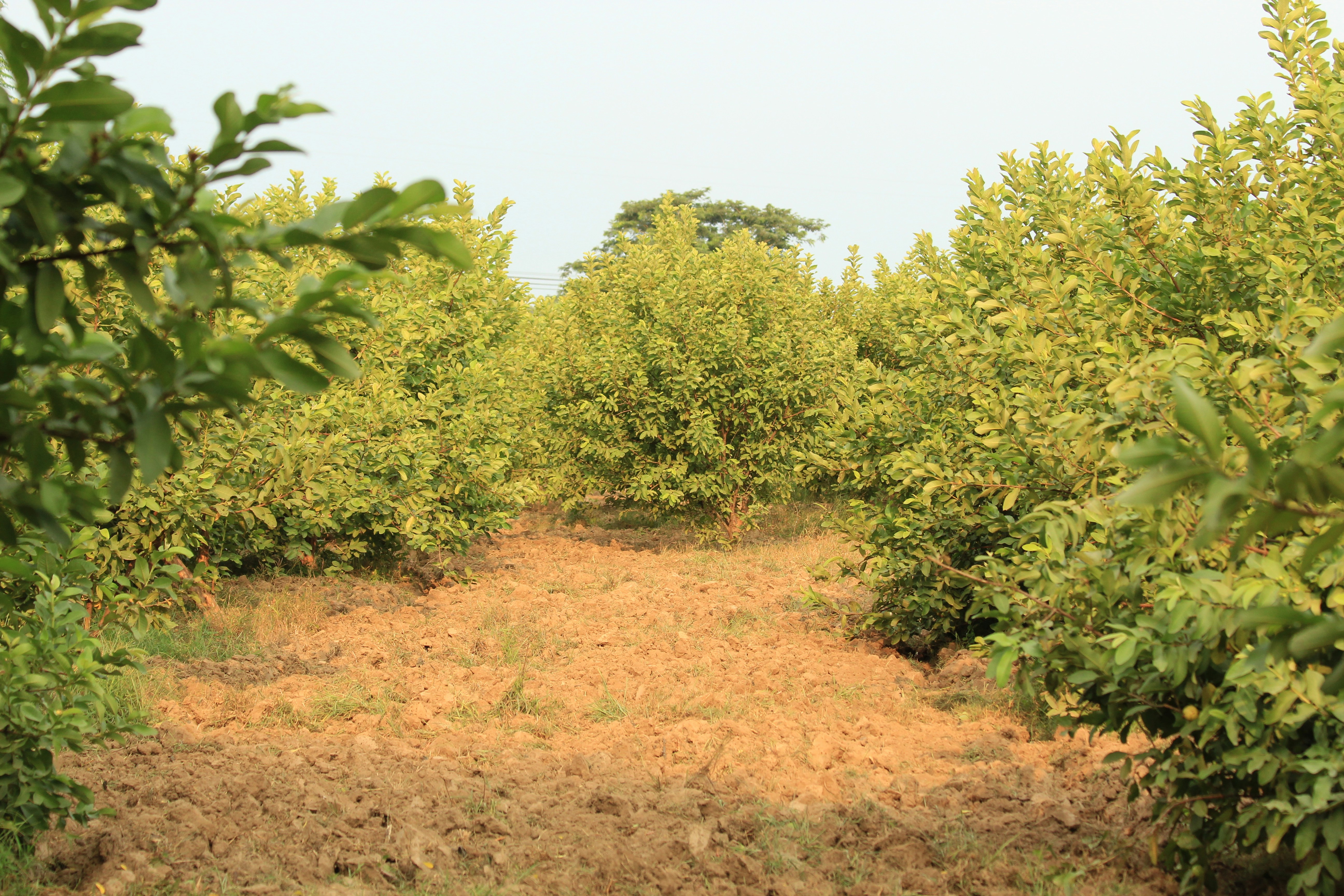 Path Through the Orchard Corridor