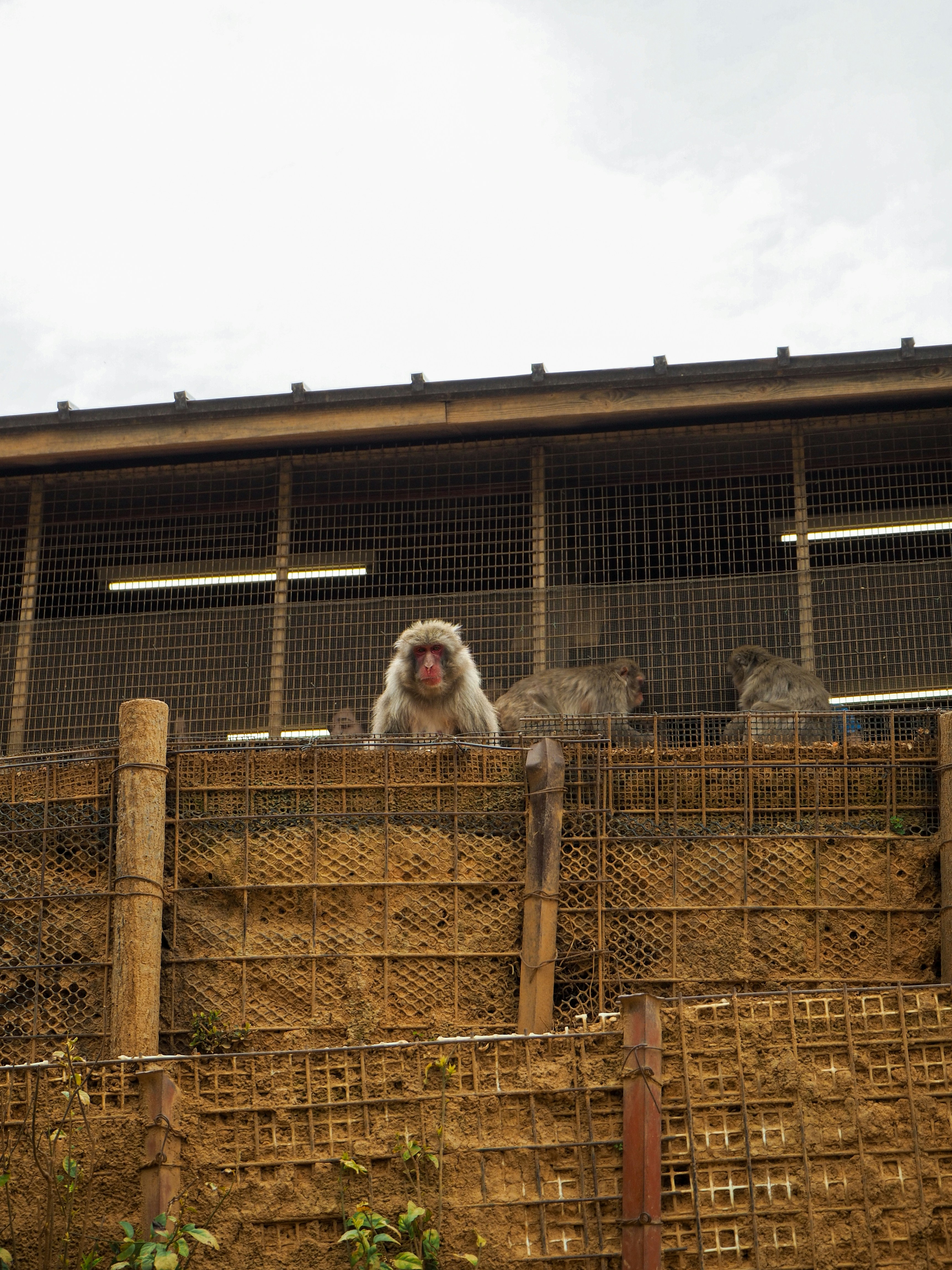 Curious Primates Above the Riverside Cage