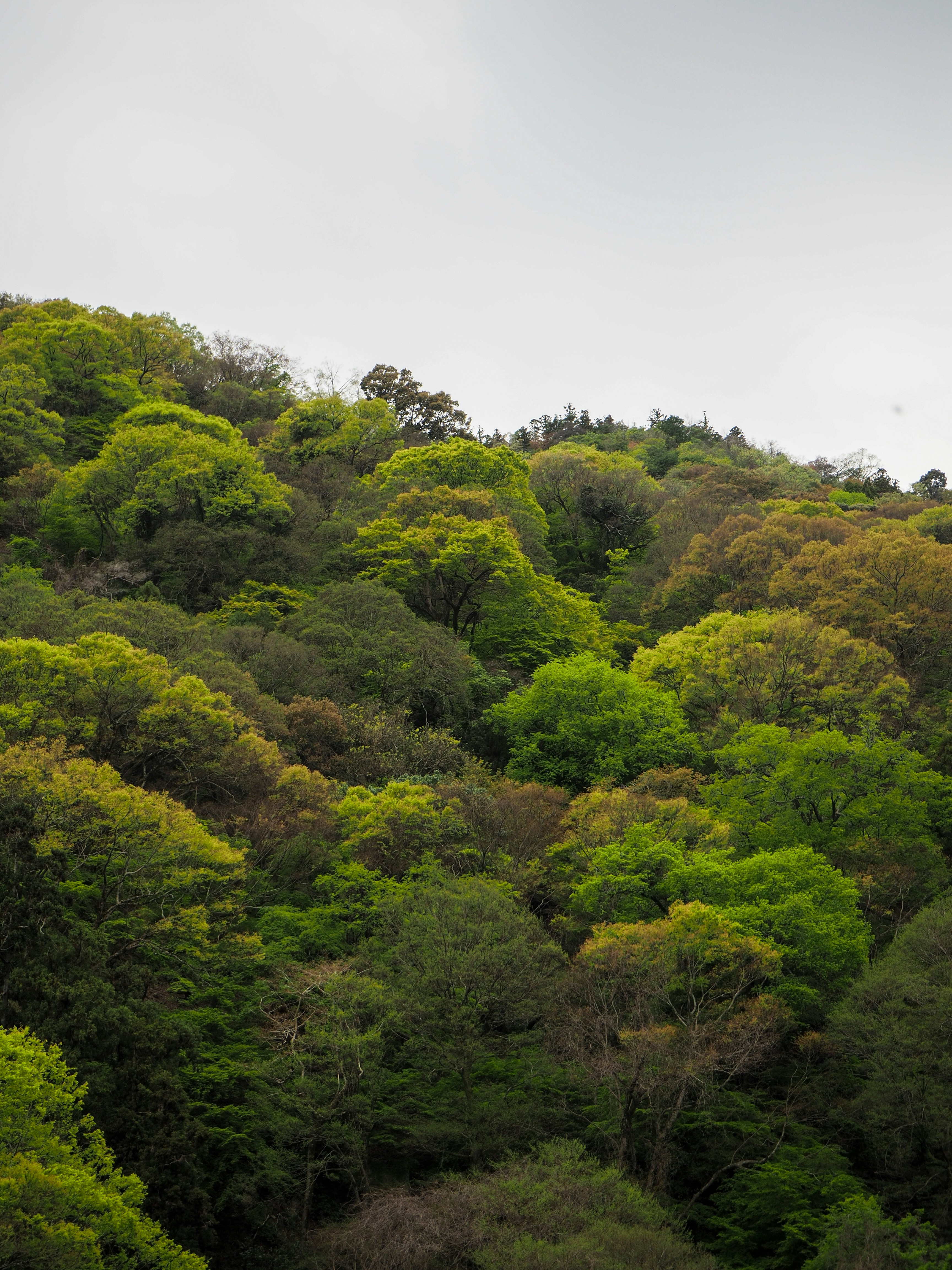 Emerald Hillside: A Quiet Canopy of Spring