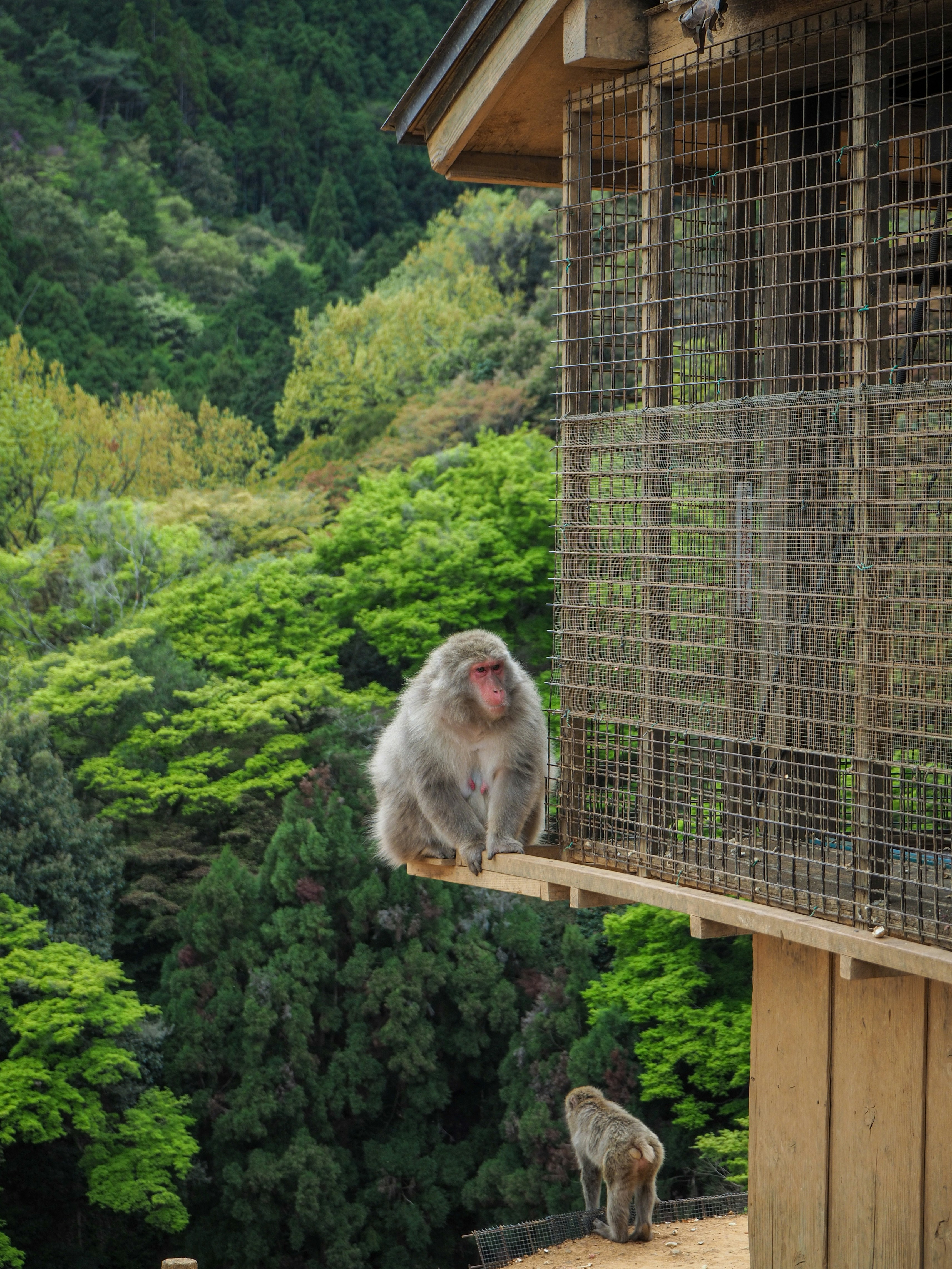 Monkeys on a Montane Balcony: A Quiet Moment on the Timbered Outcrop