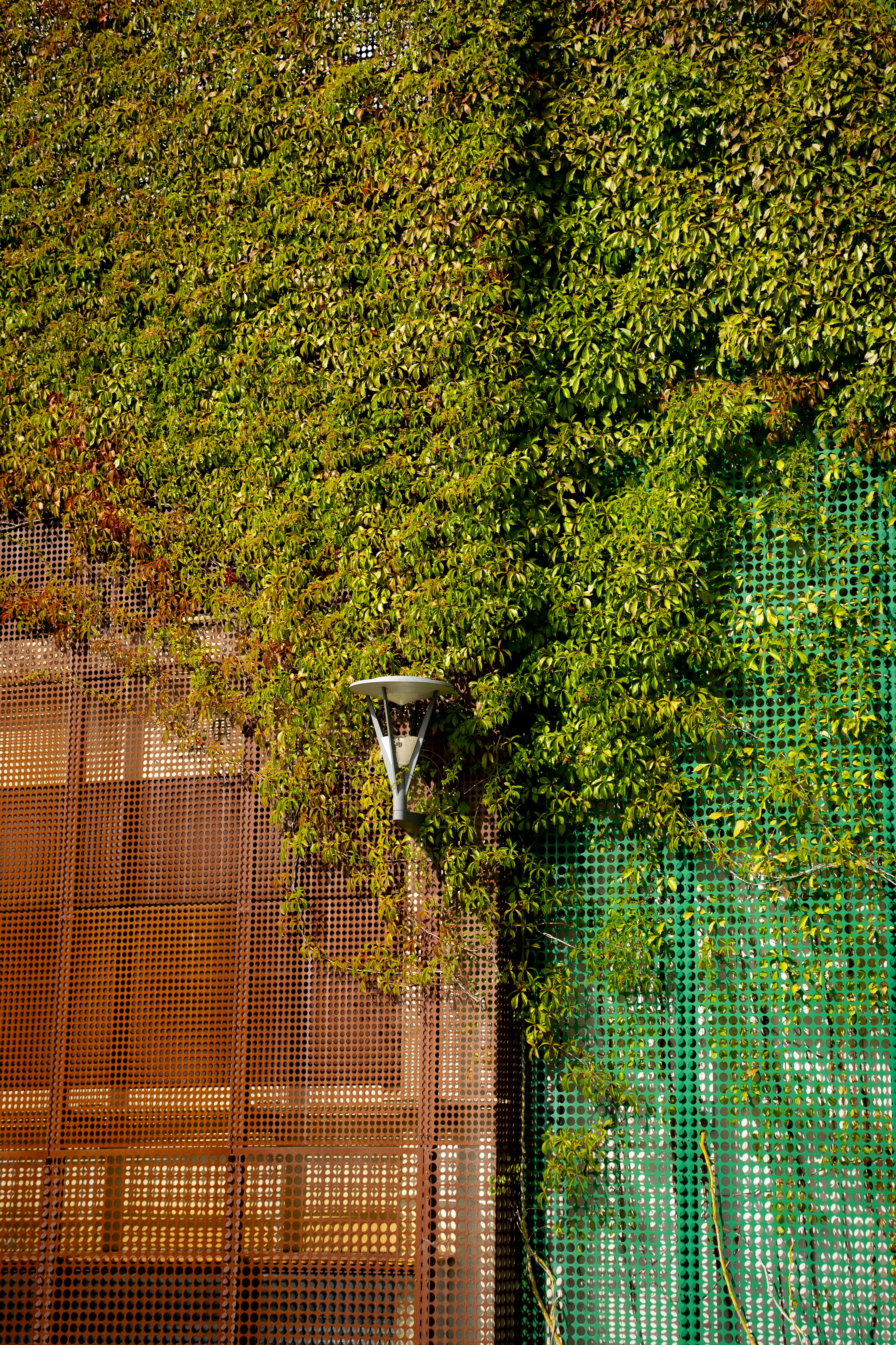 Overgrown Lattice and Street Lamp in Dappled Green Shade