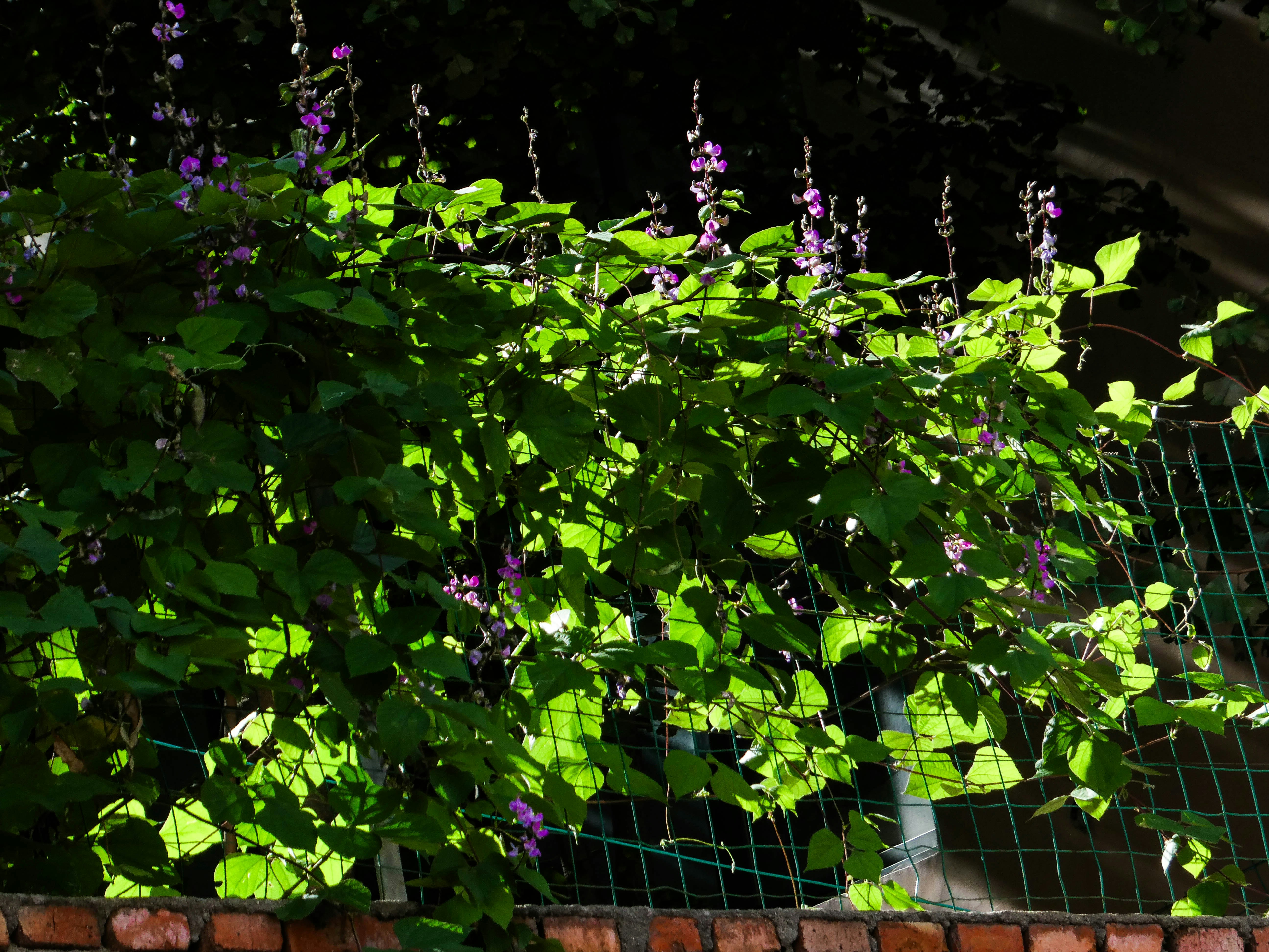Sunlit Lavender Aisle Against a Woven Fence