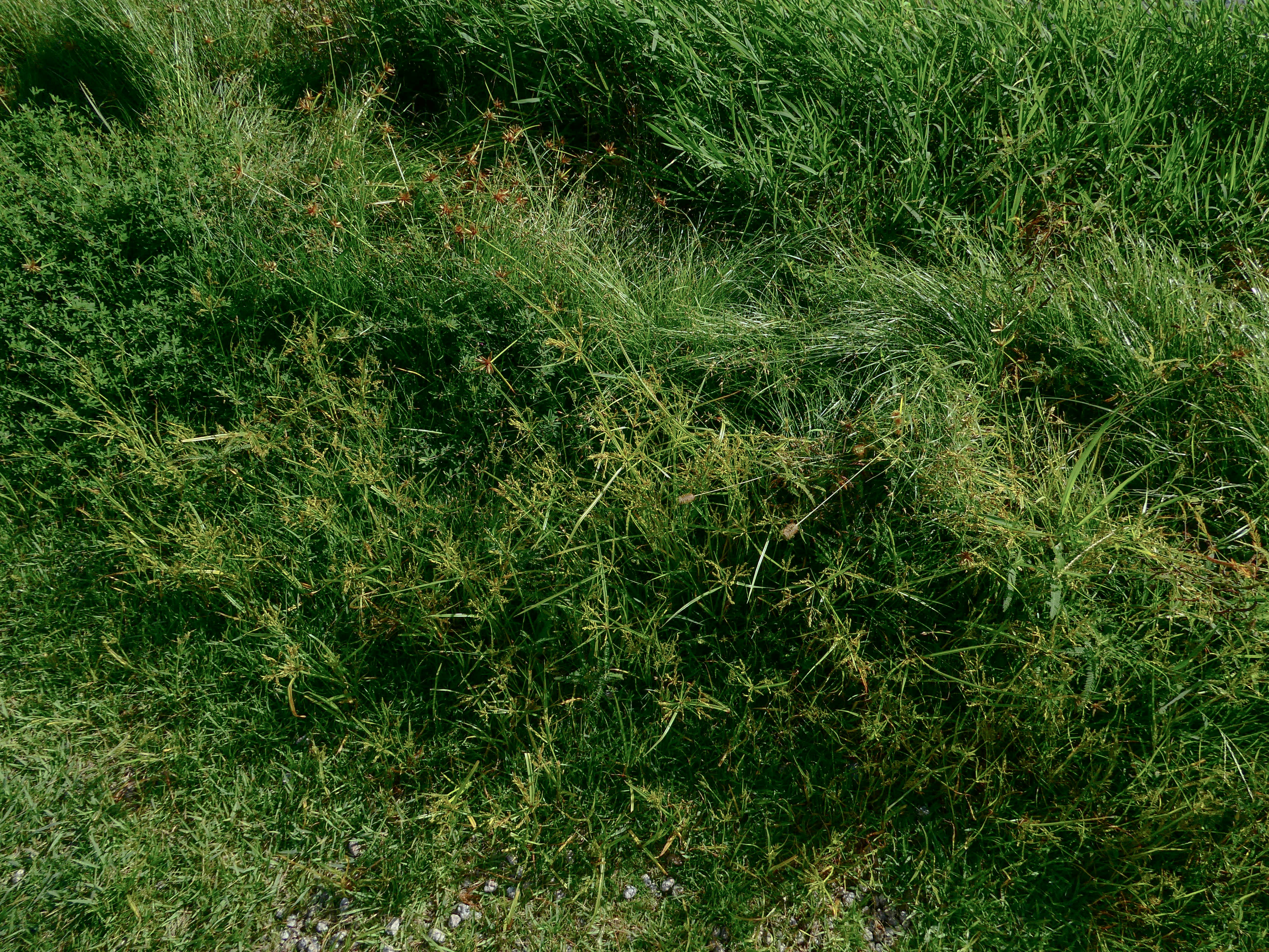 Dense Greenery: A Close-Up of Shrubbery and Grass