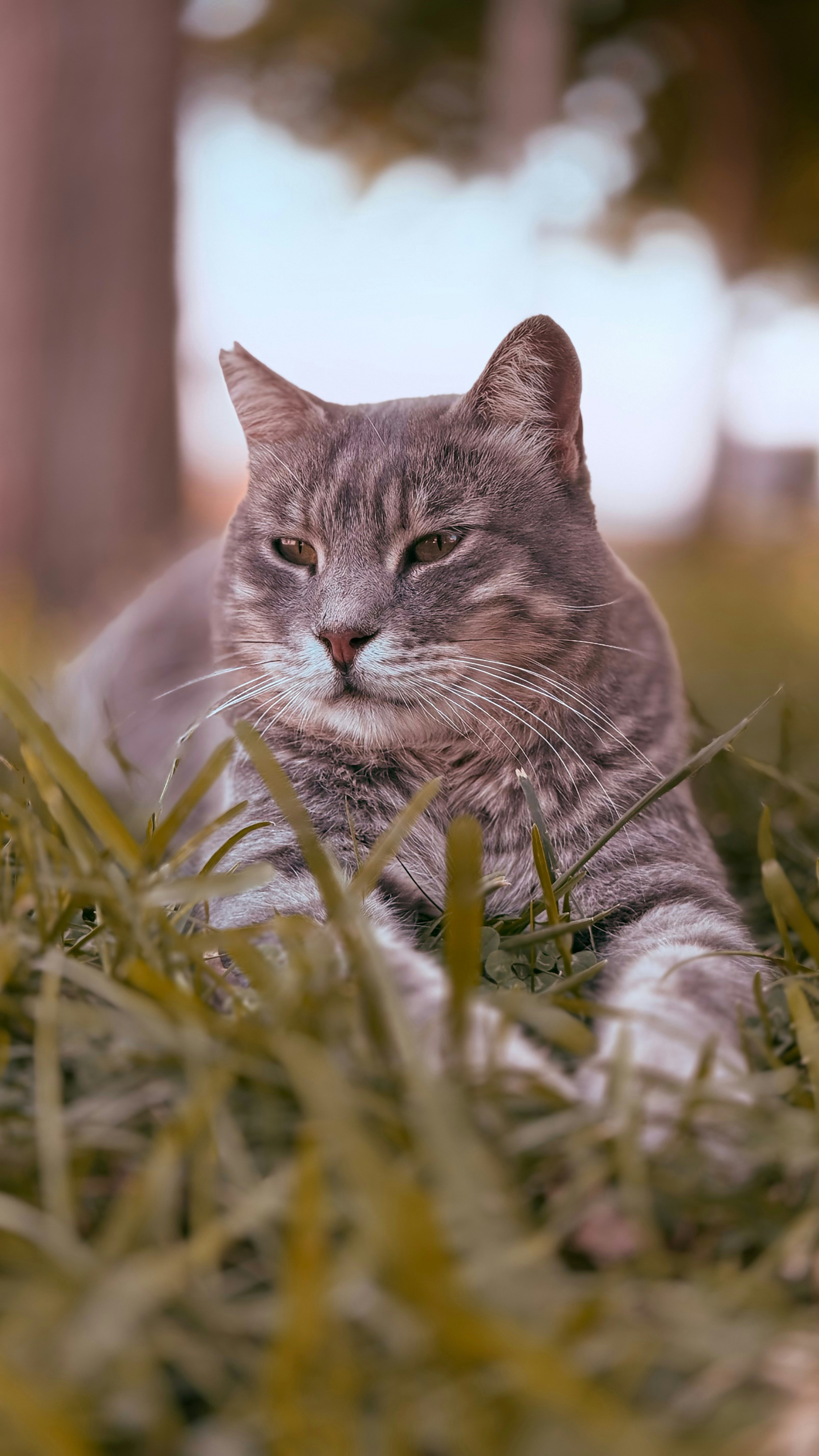 Quiet Confidence: A Cat Lounge in the Grass