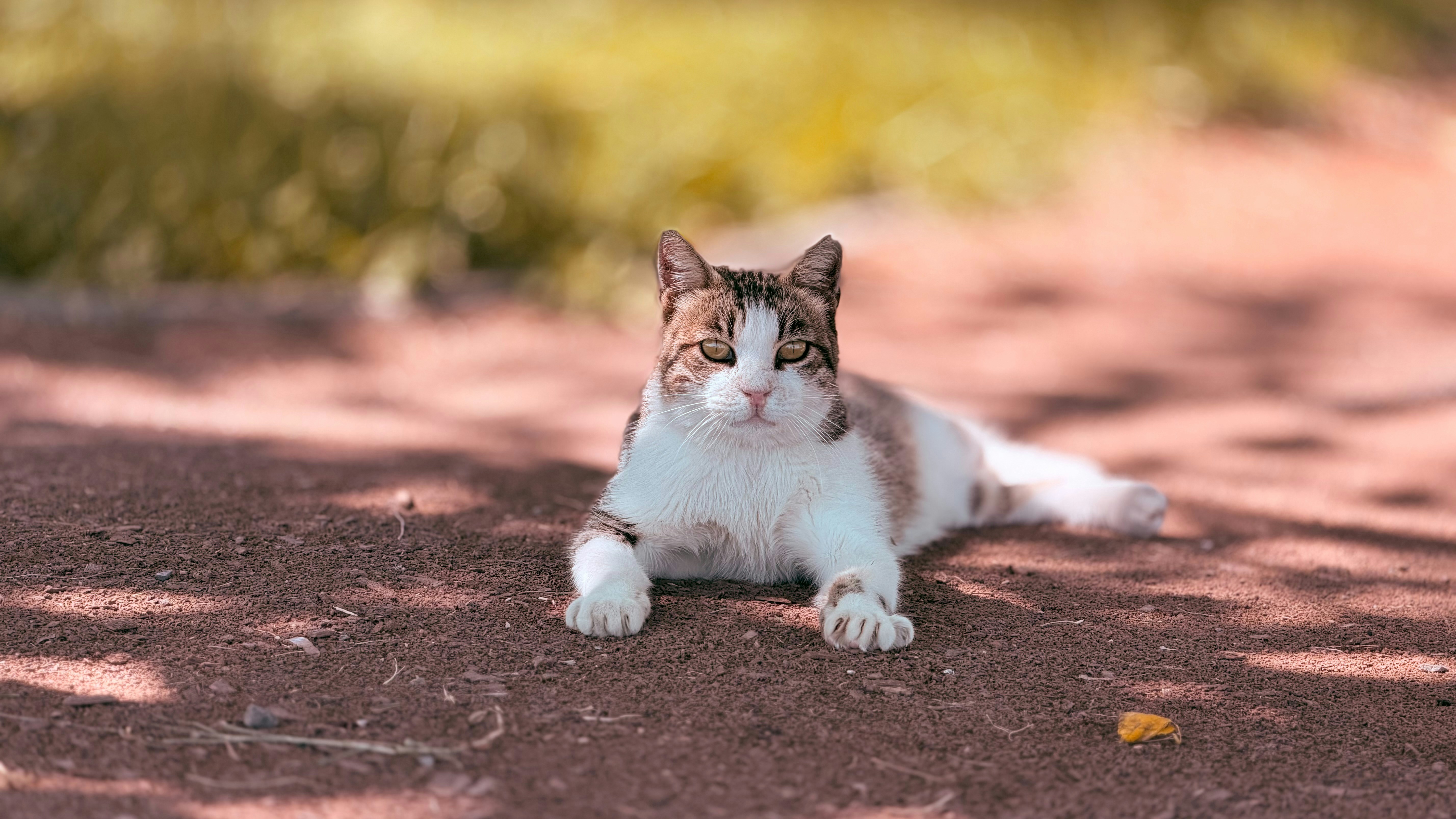 Sunlit Pause: A Calm Cat Reclineth on Dusty Ground