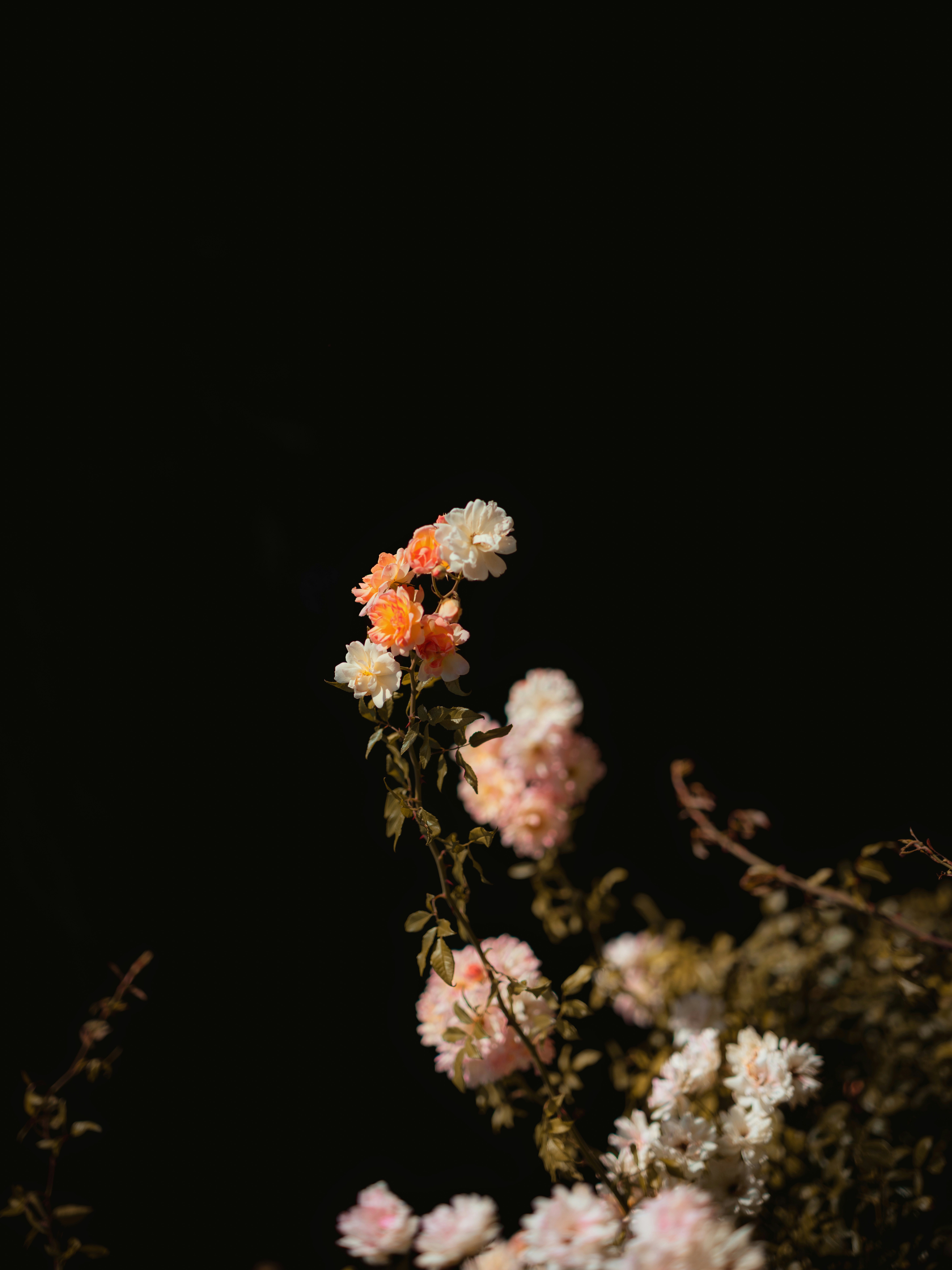Floral Nightfall: Delicate Roses Rise from Darkness