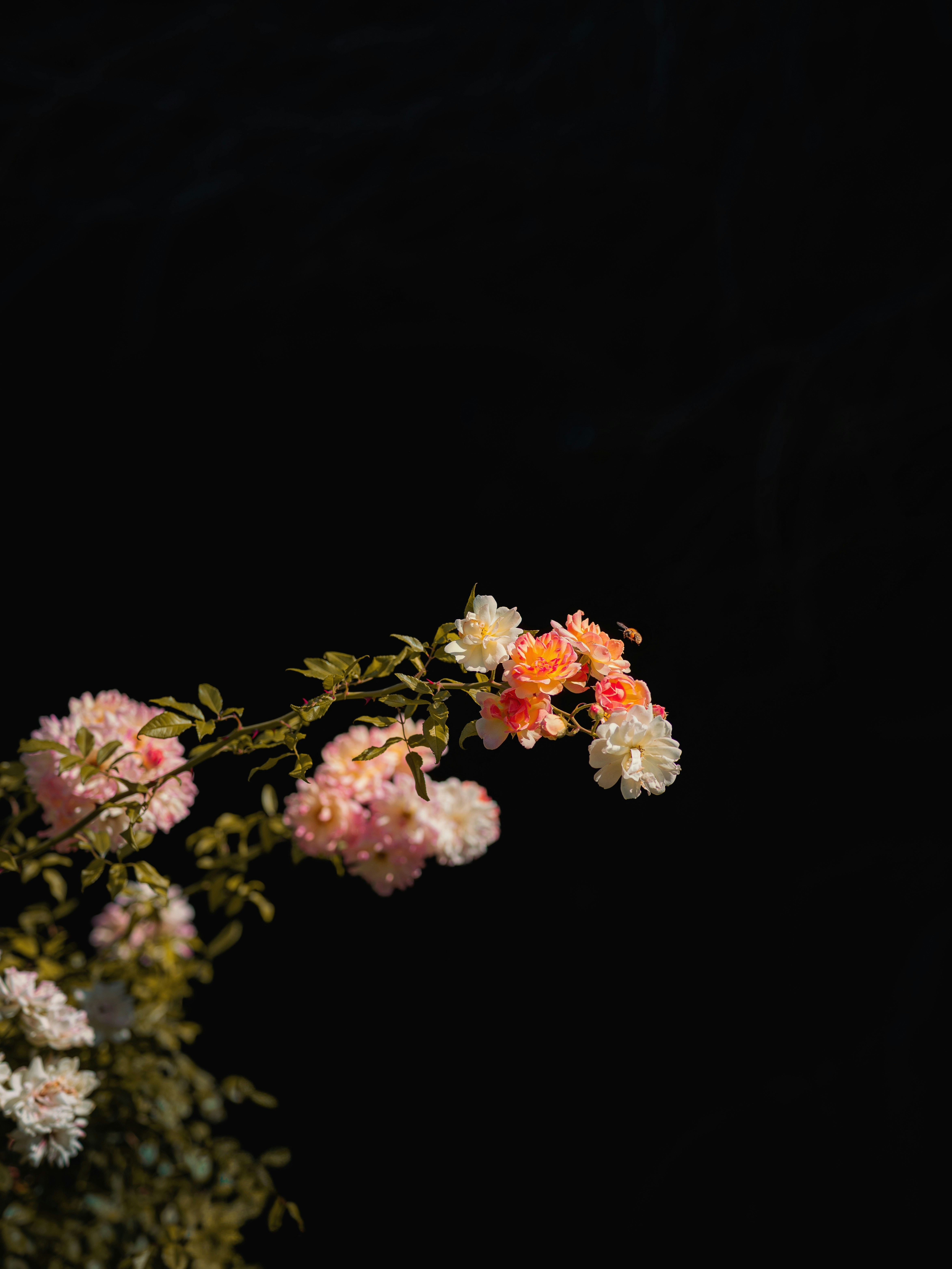 Bloom on a Black Stage