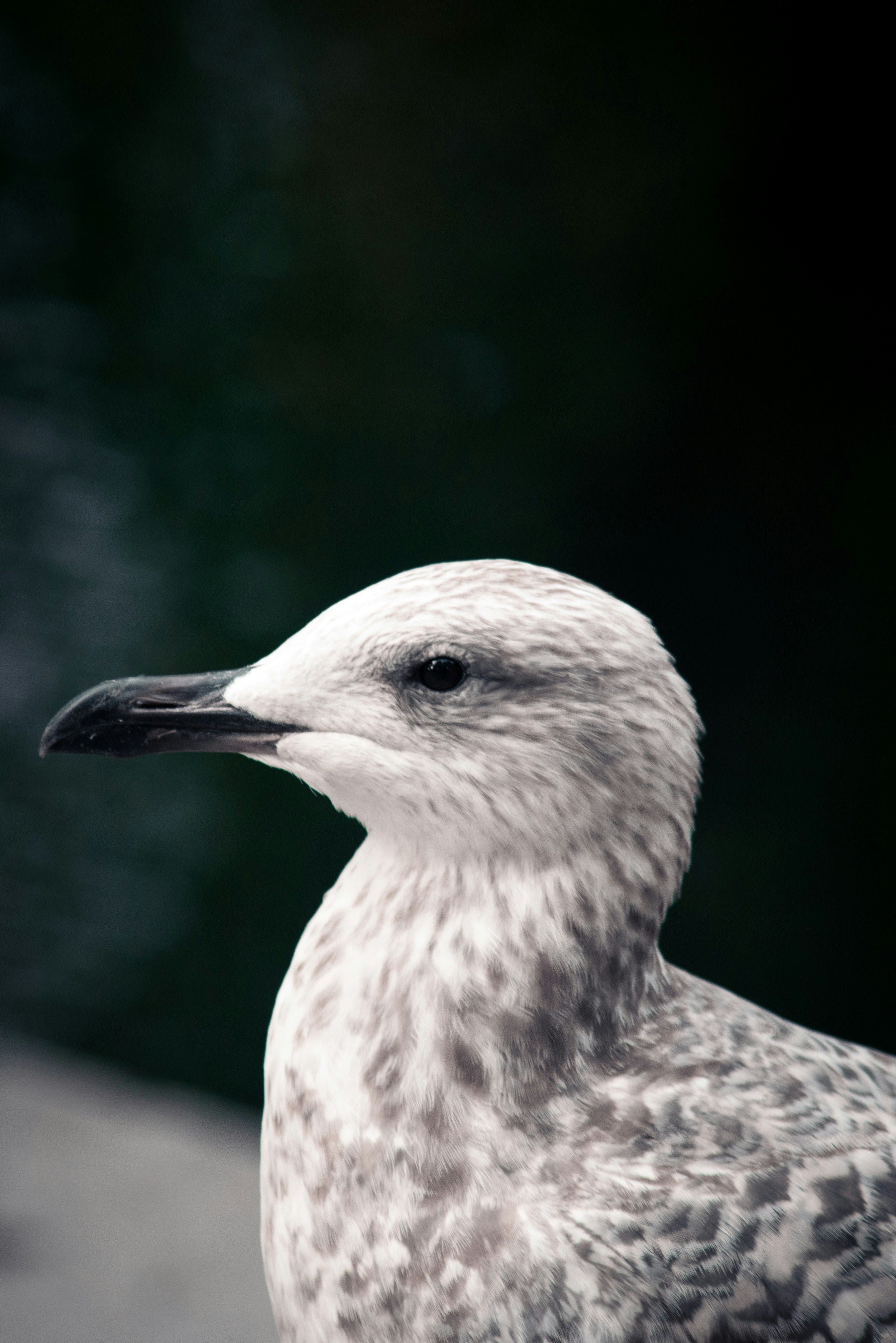 Close-Up of a Seabird: Head and Urban Feathers in Quiet Light