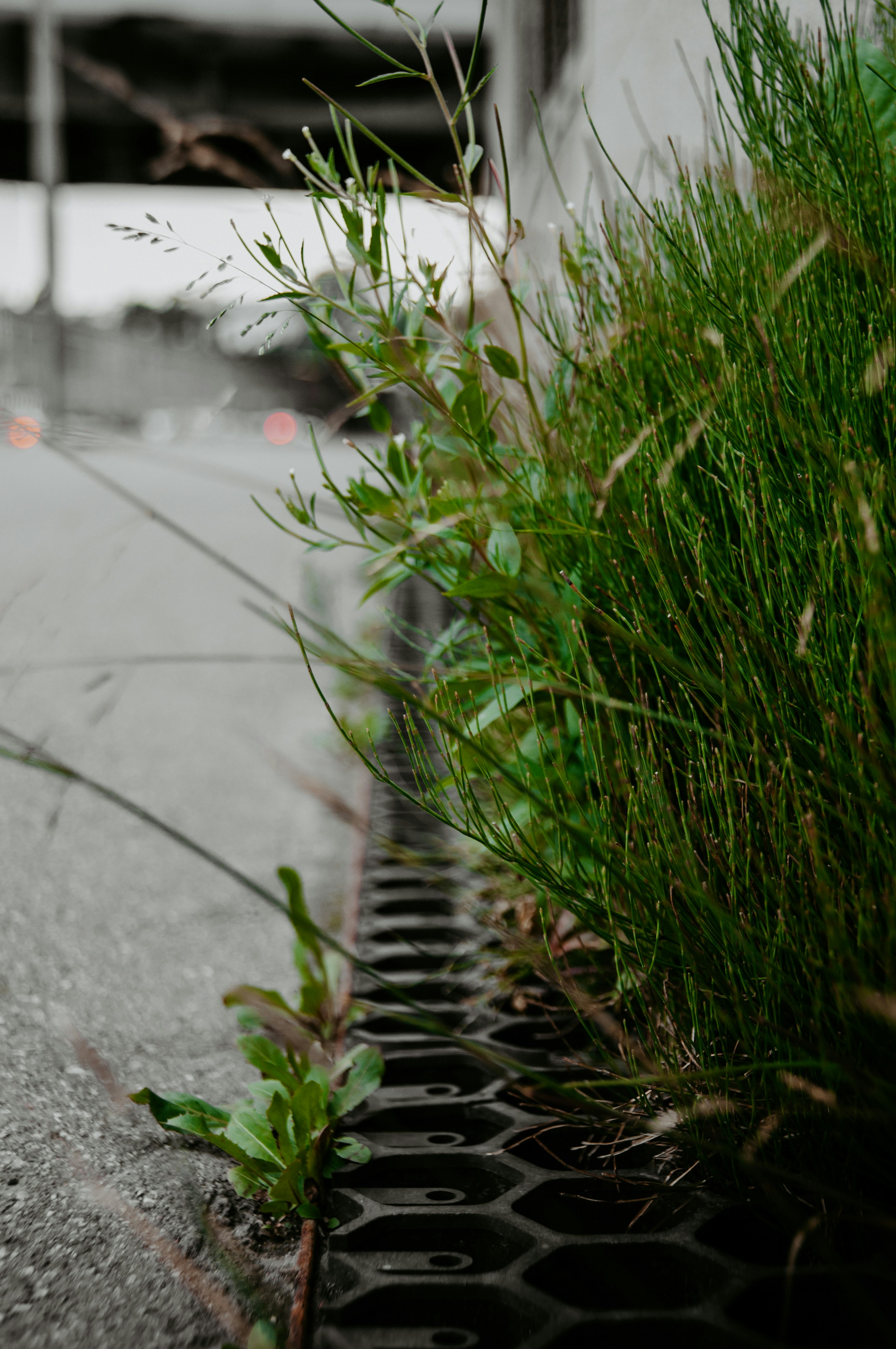 Growth along the urban curb: green shoots against a gray street