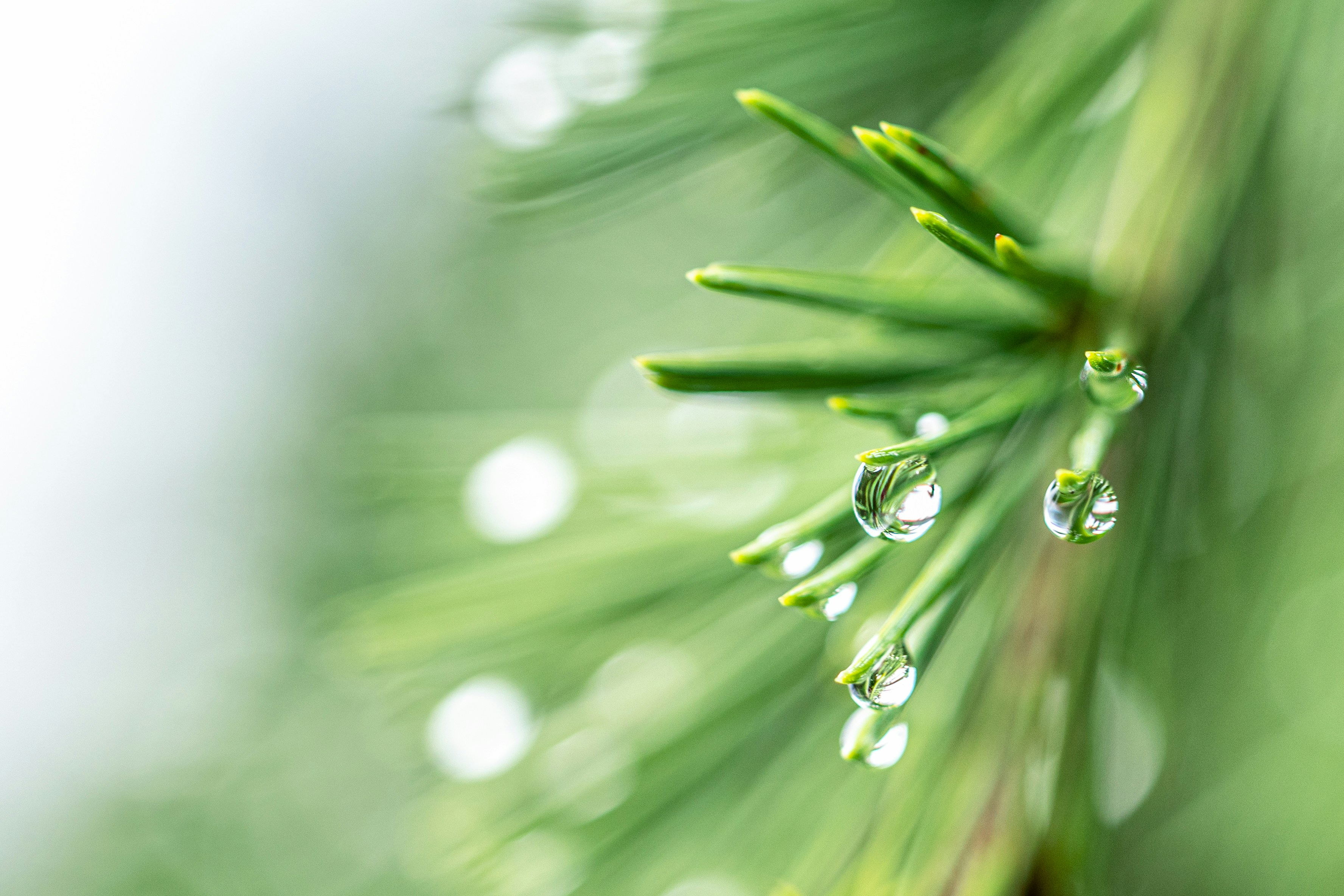 Dew-kissed Pine Needles: a Moment of Quiet Clarity
