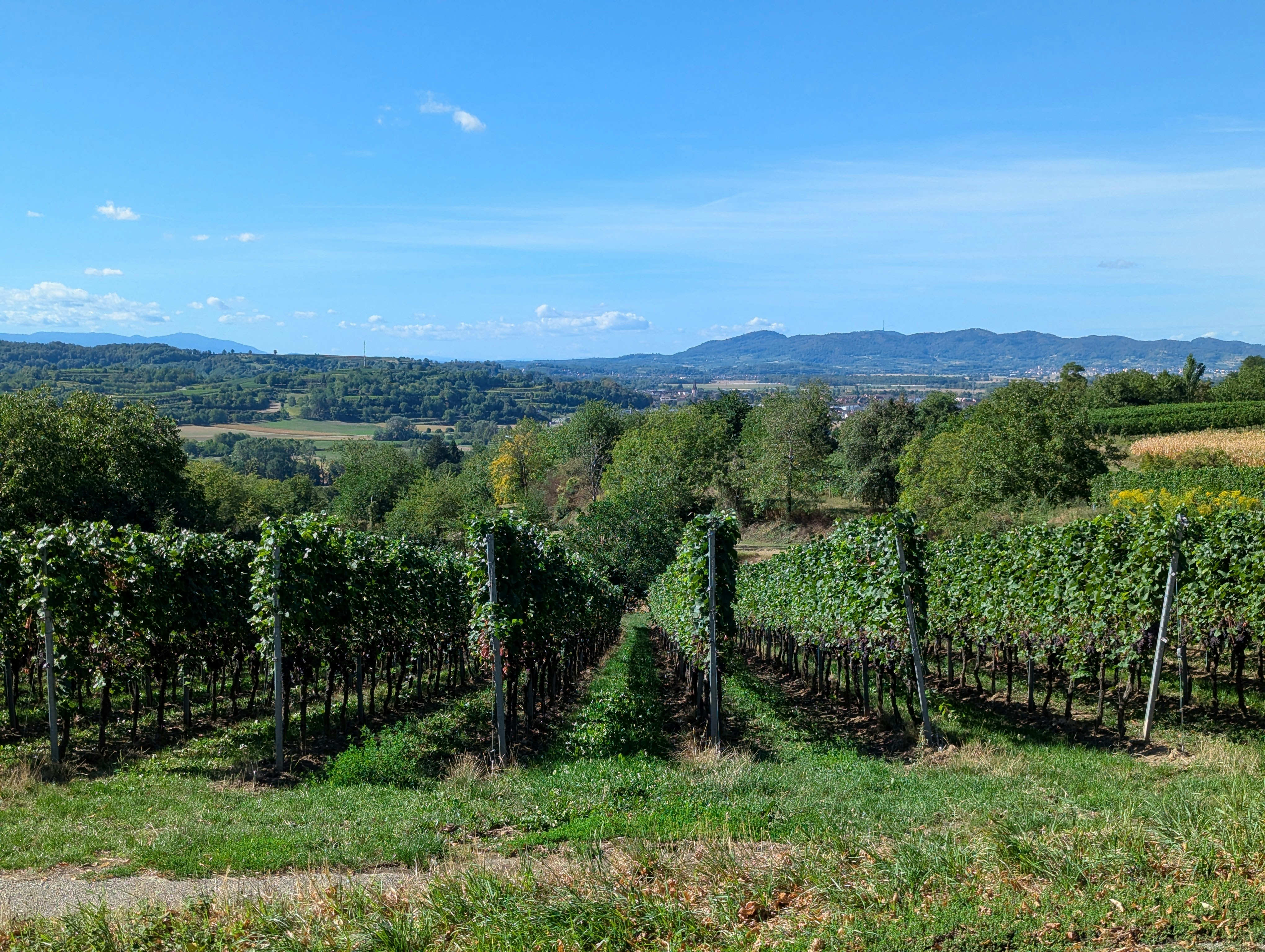 Sunlit vineyard rows extend toward distant hills under a clear blue sky, with trellised vines and green grass in the foreground. The scene captures a quiet agricultural landscape.