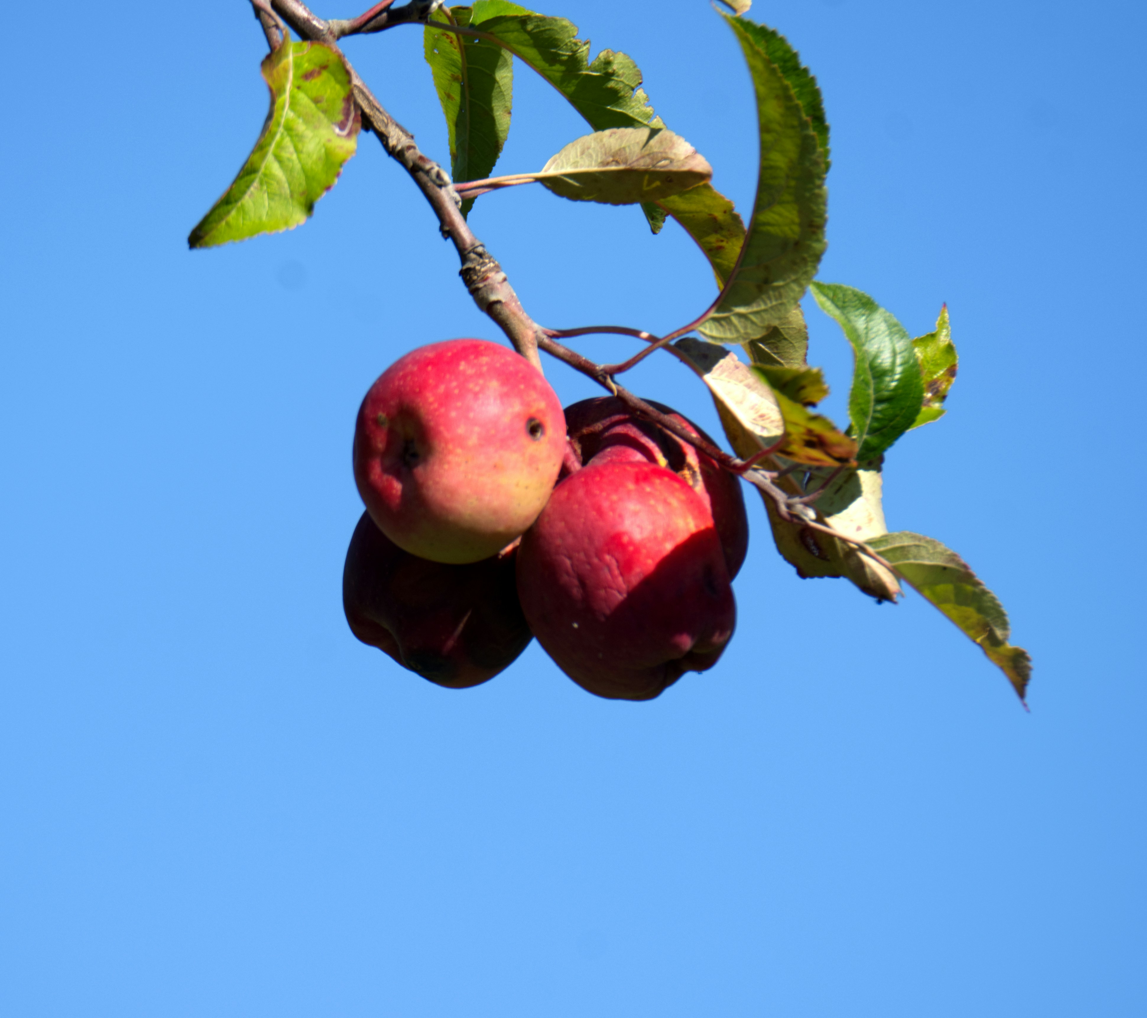 Red orchard trio against a clear blue: a sunlit close-up of fruit on a branch