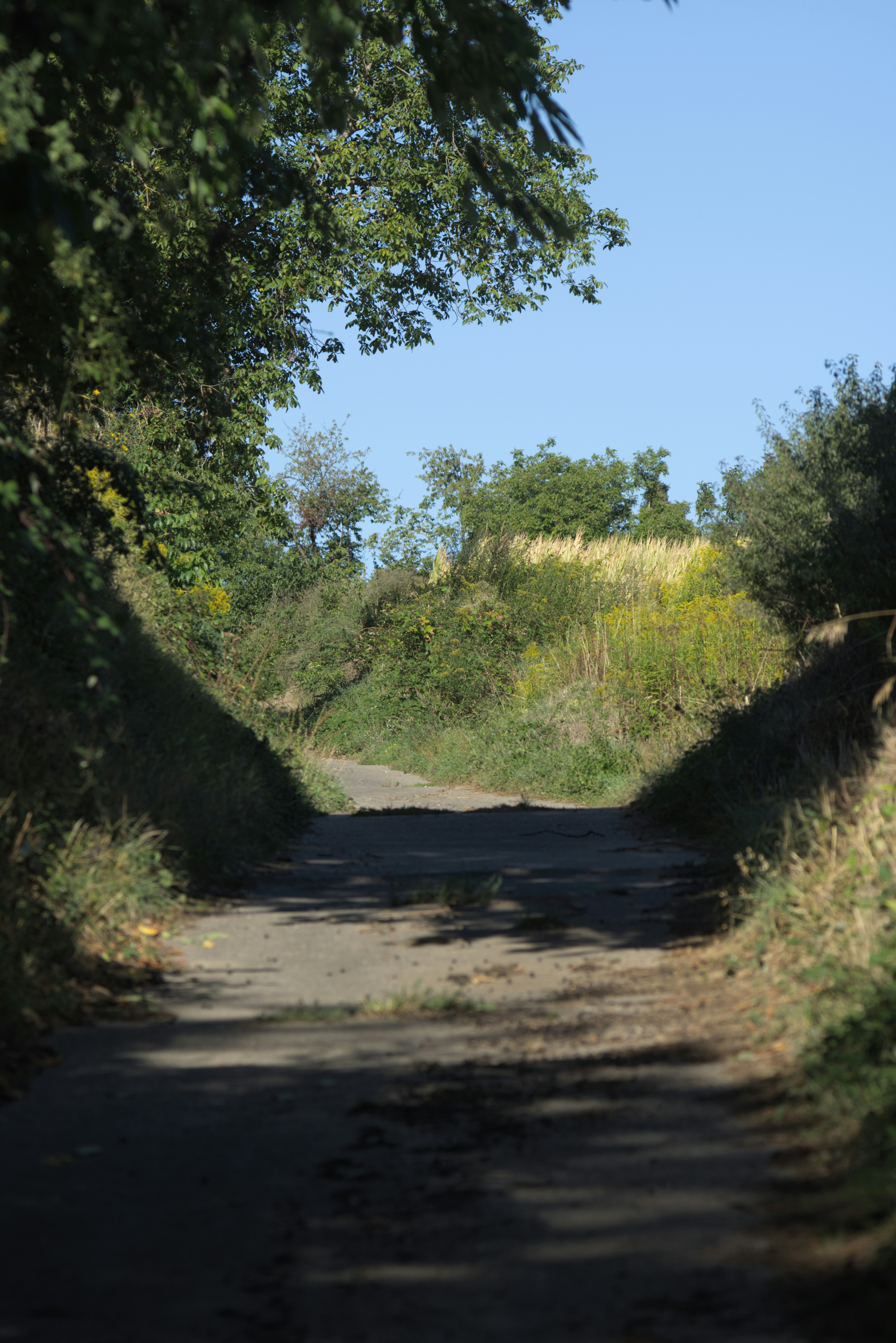 Sunlit Path Through the Ivy-hedged Lane