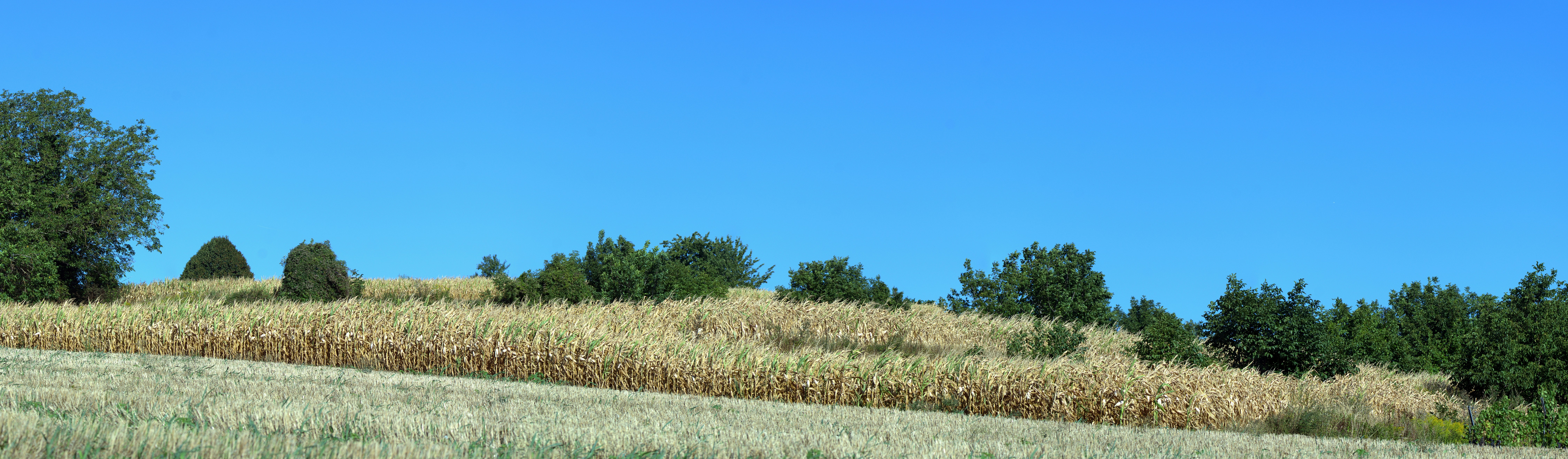 Golden Field Under a Clear Blue Arc