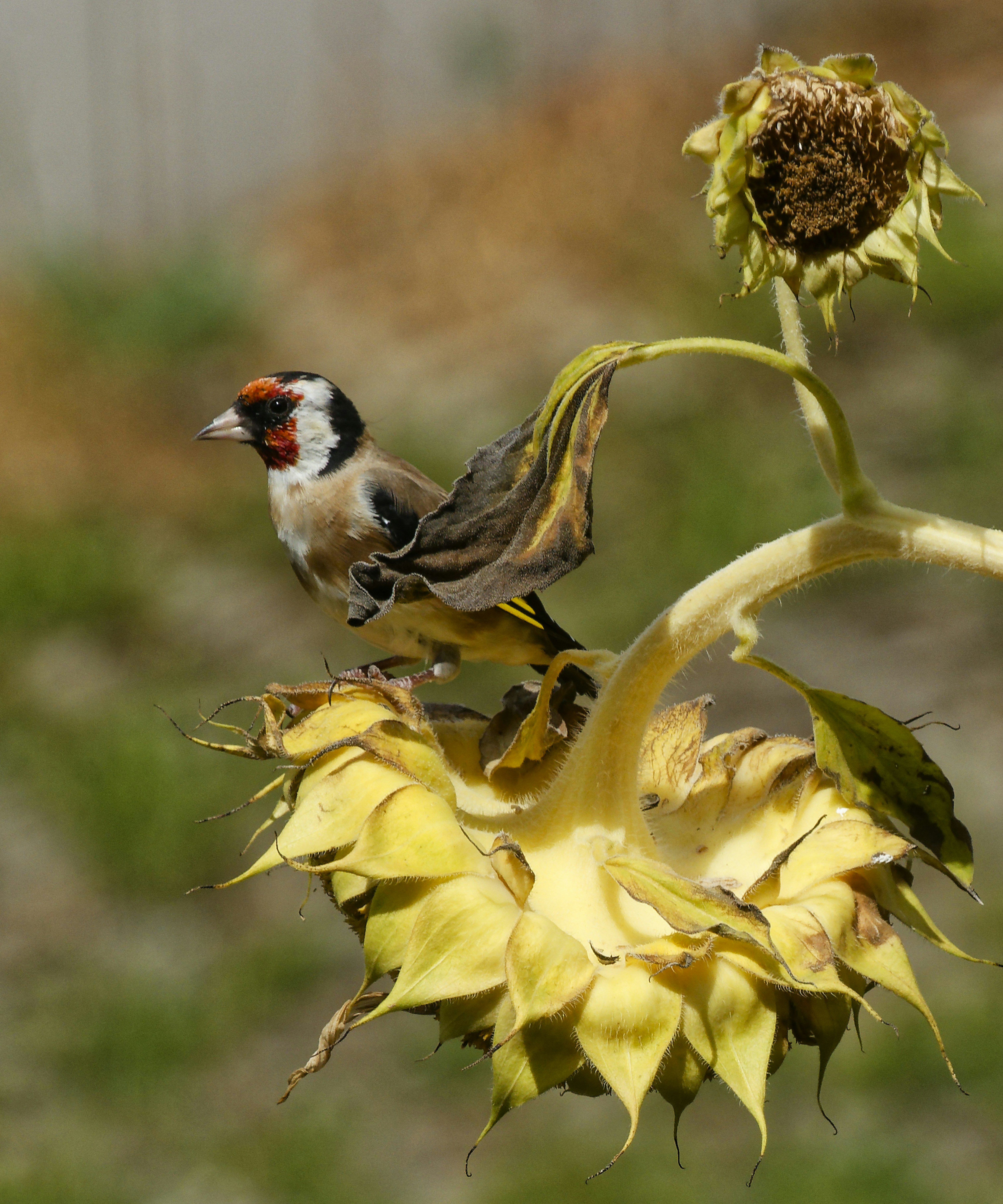 Red-faced Finch Perched on a Wilted Sunflower Crown