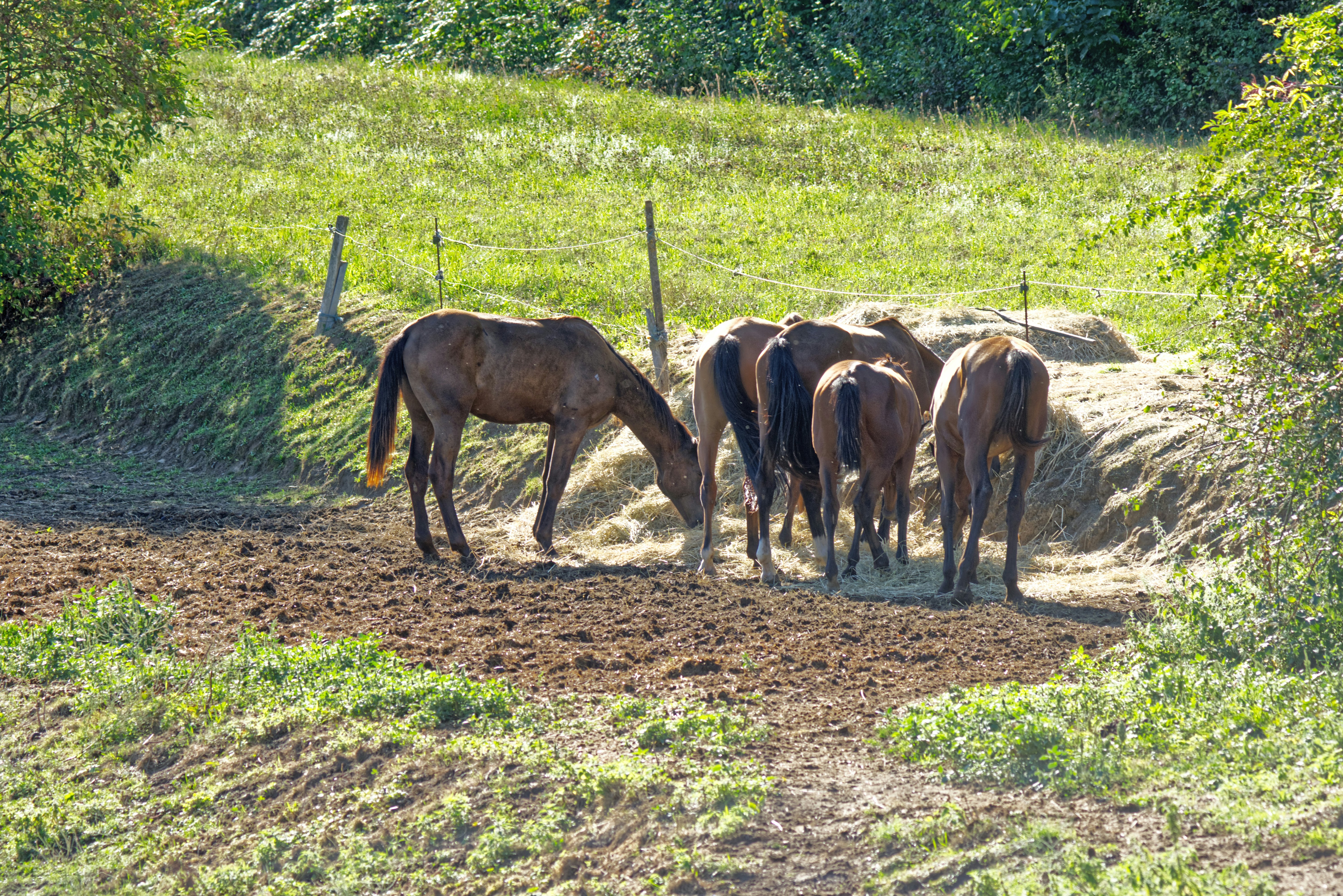 Horses at Rest in a Dusty, Sunlit Corral