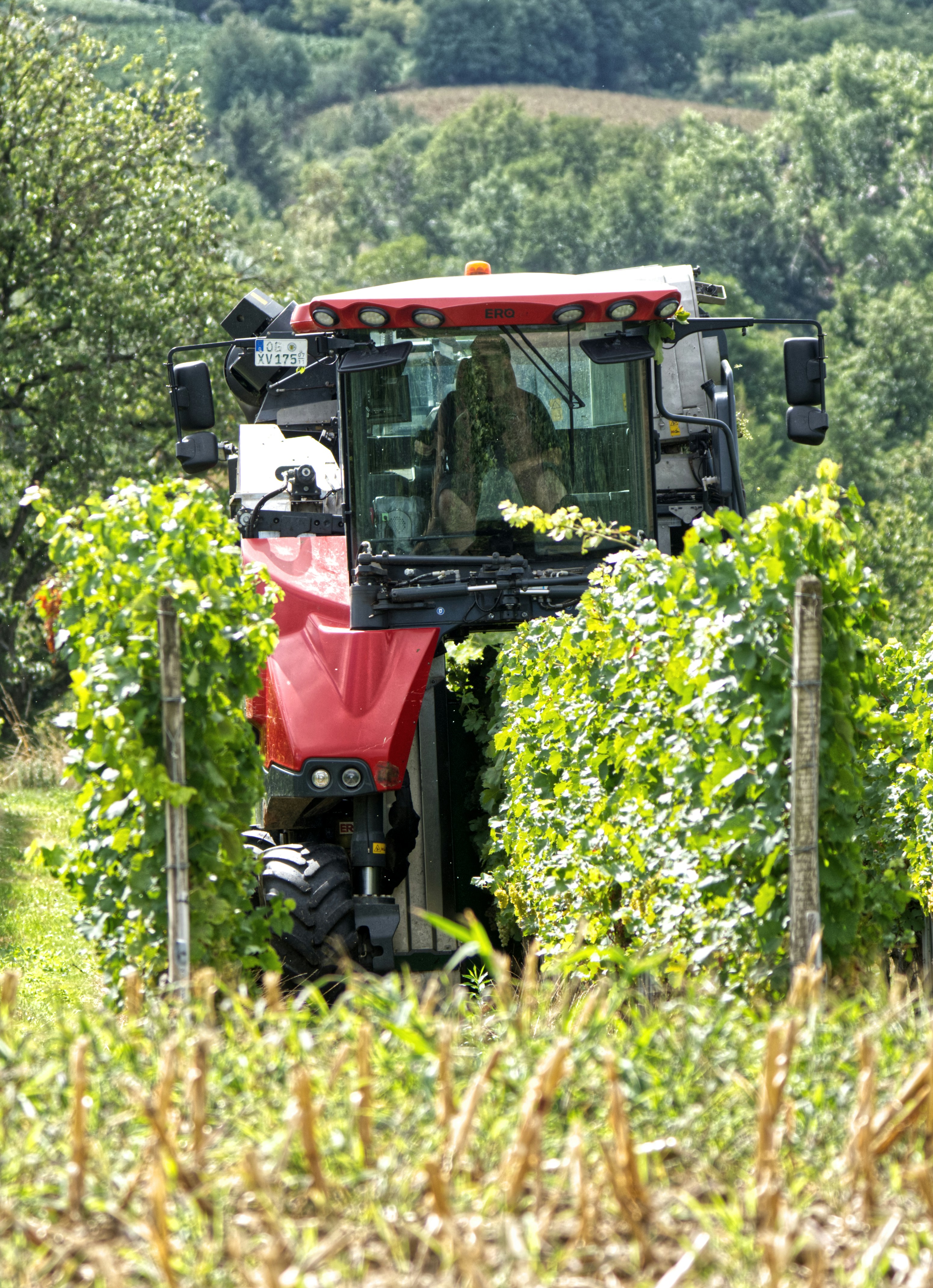 Grapevine Trail: Red tractor poised in a sunlit vineyard