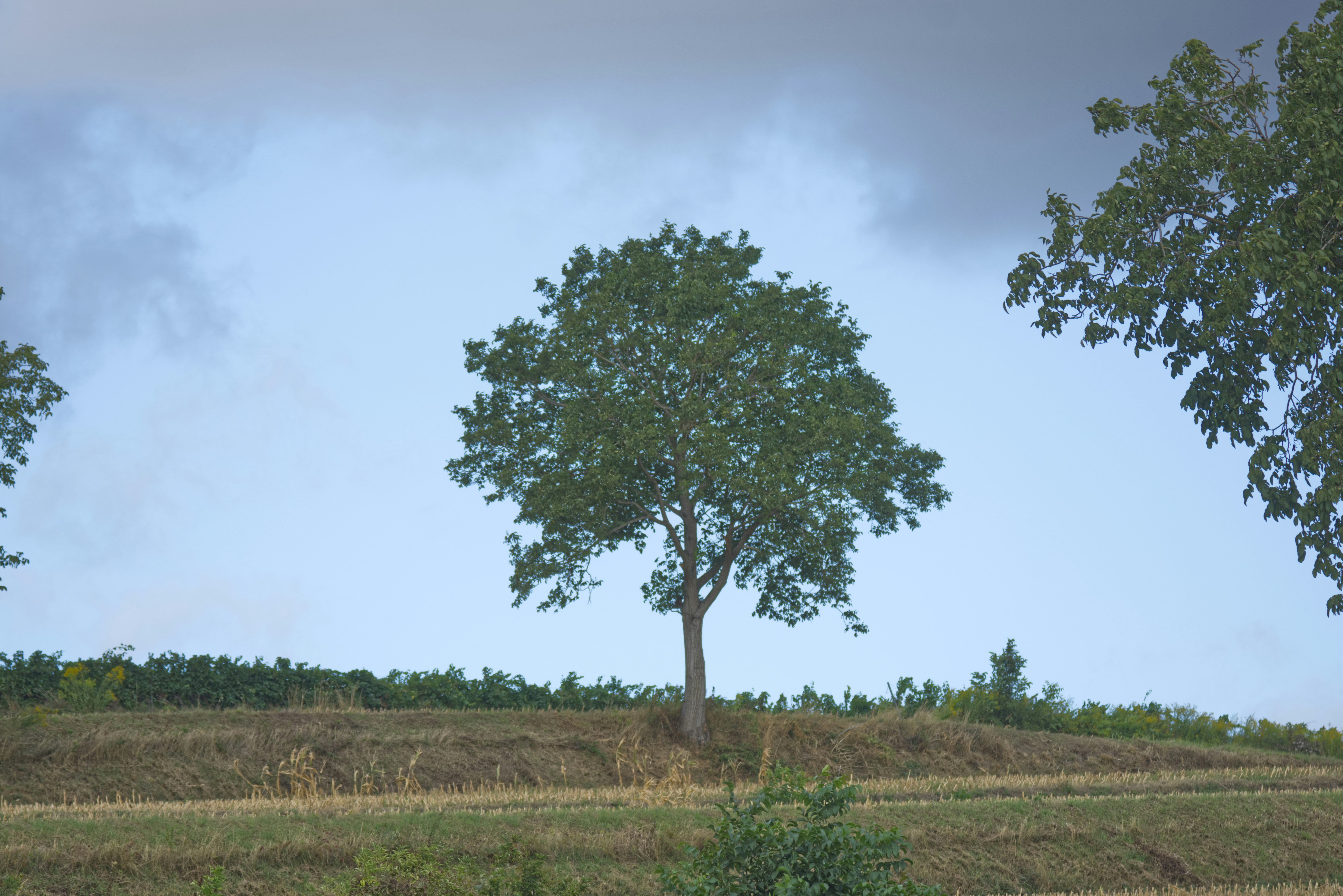  solitary tree on a rolling hillside under a pale blue sky
