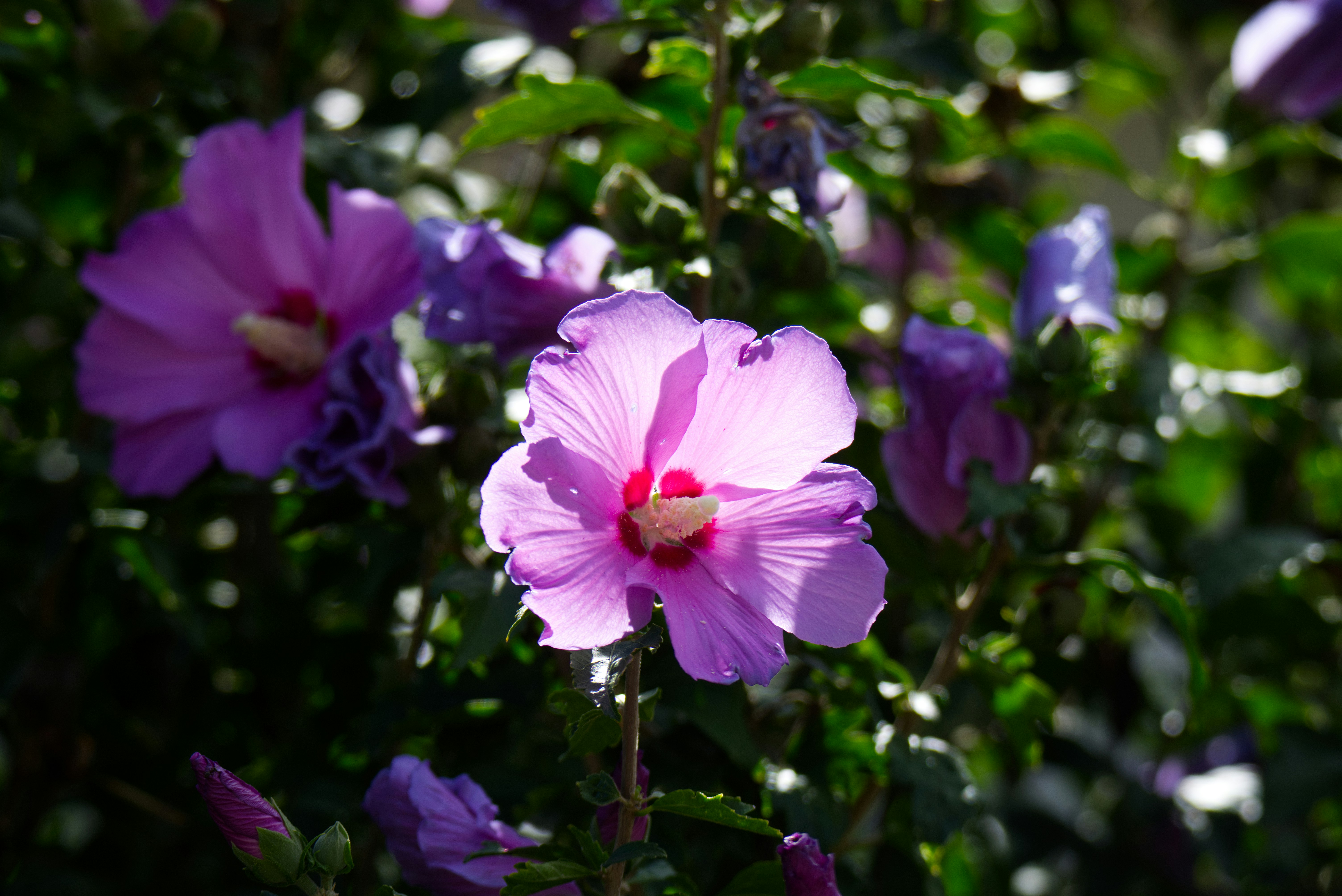 Sunlit Hibiscus in a Quiet Garden Bloom