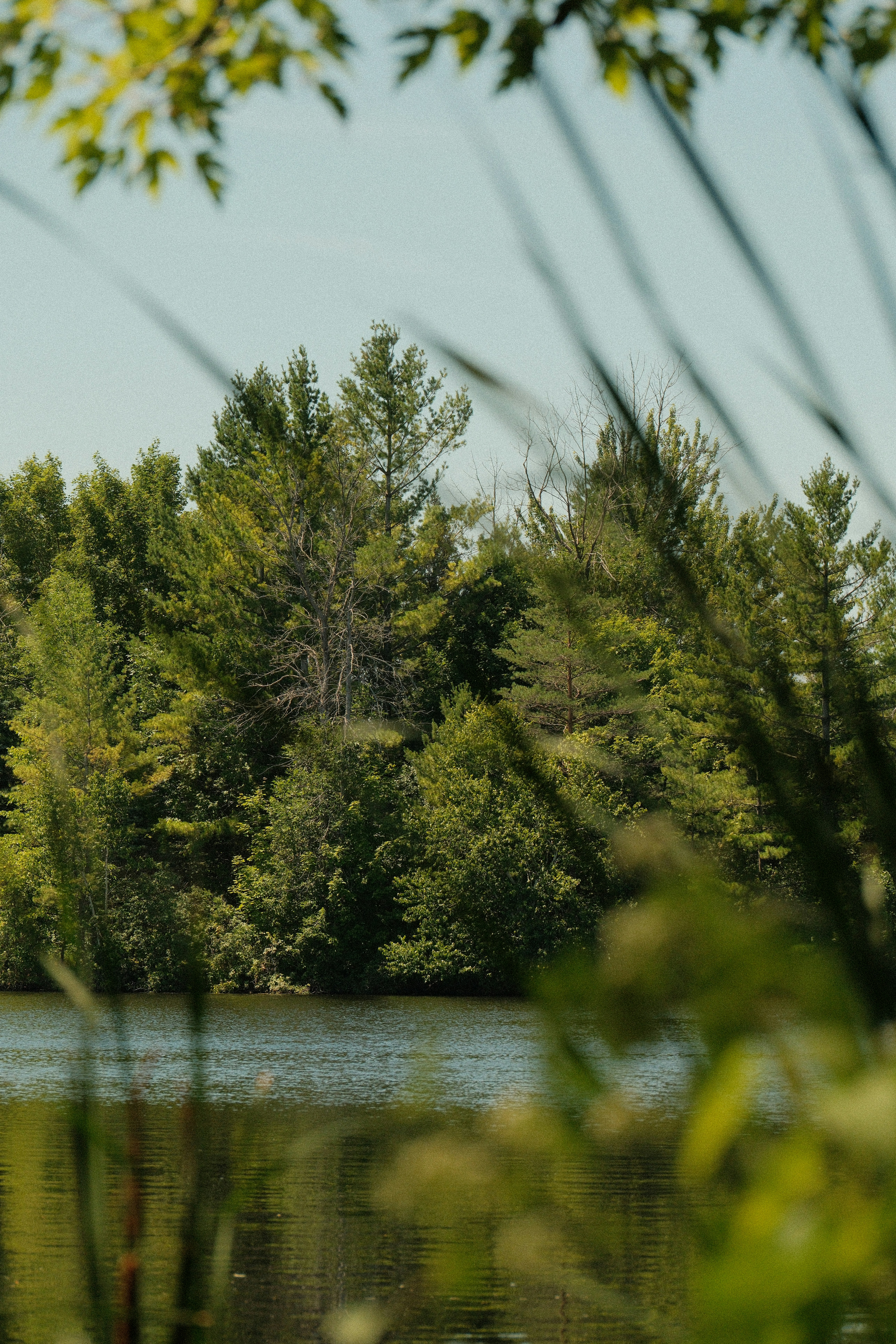 Sunlit trees line a calm lake, with foreground reeds and branches framing a tranquil riverside scene.