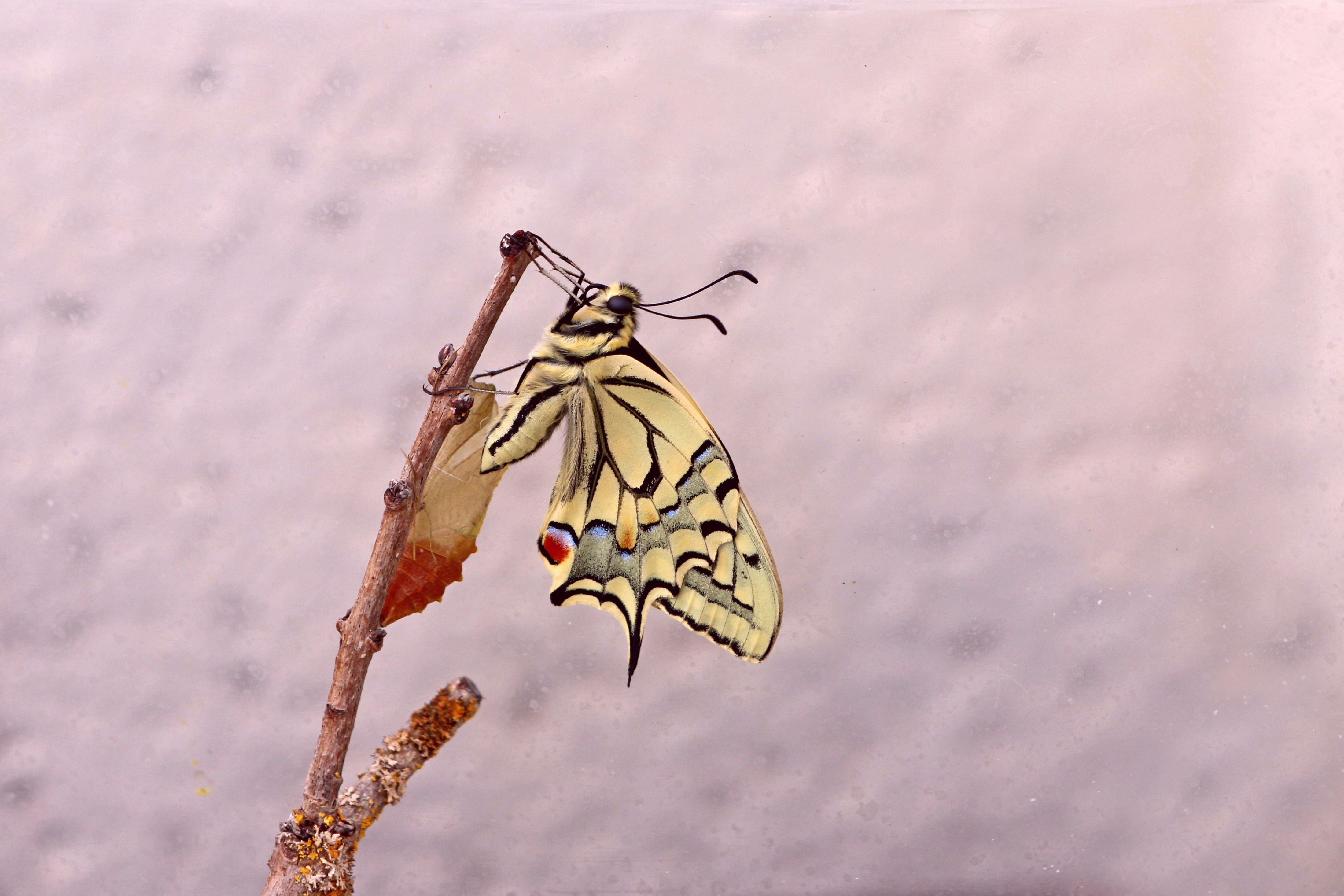 Mist-kissed Swallowtail on a Frosty Twig