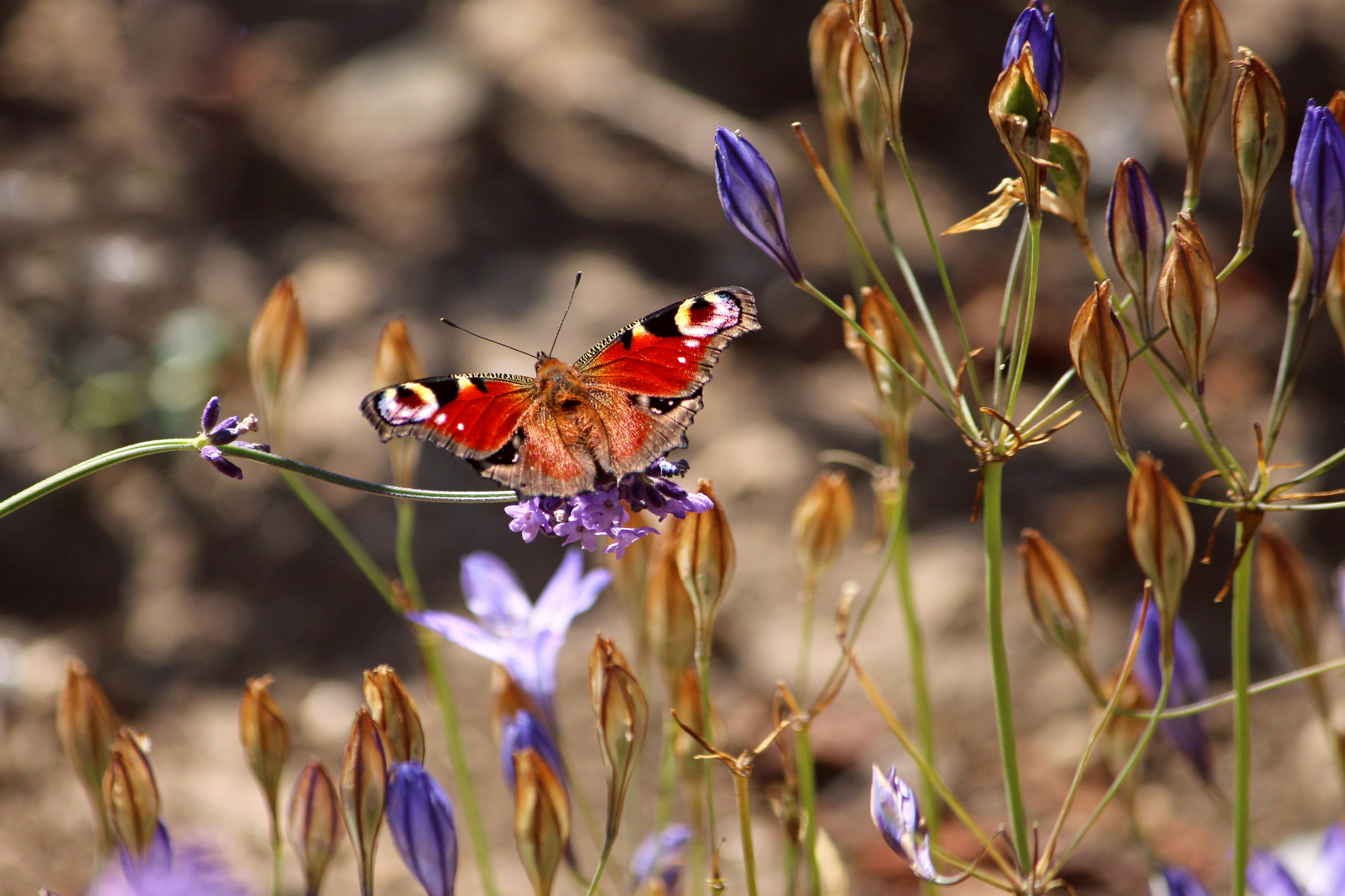 Red Admiral on Lavender: a fragile moment in spring light