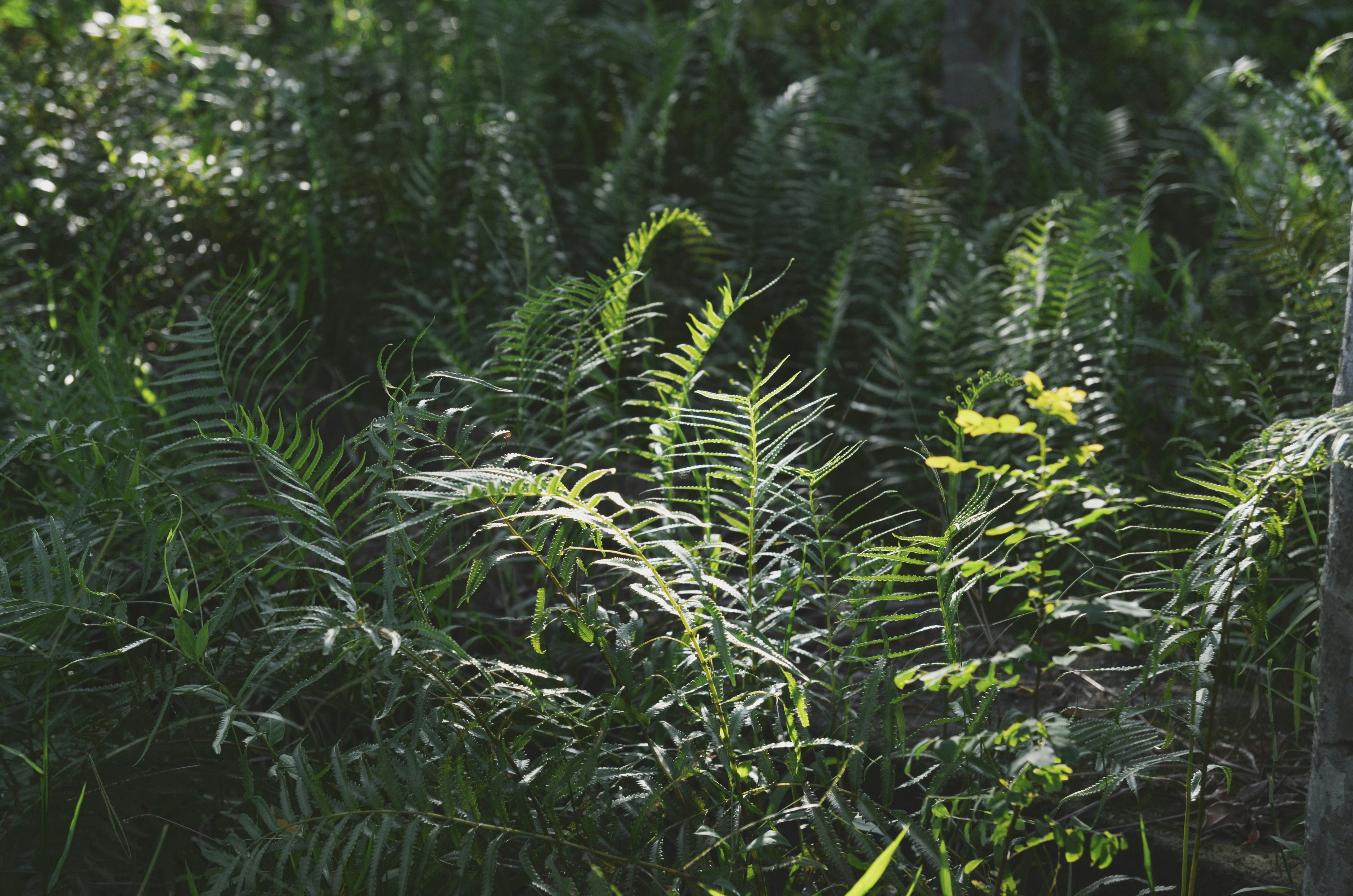 Sunlit Ferns in Dappled Forest Light