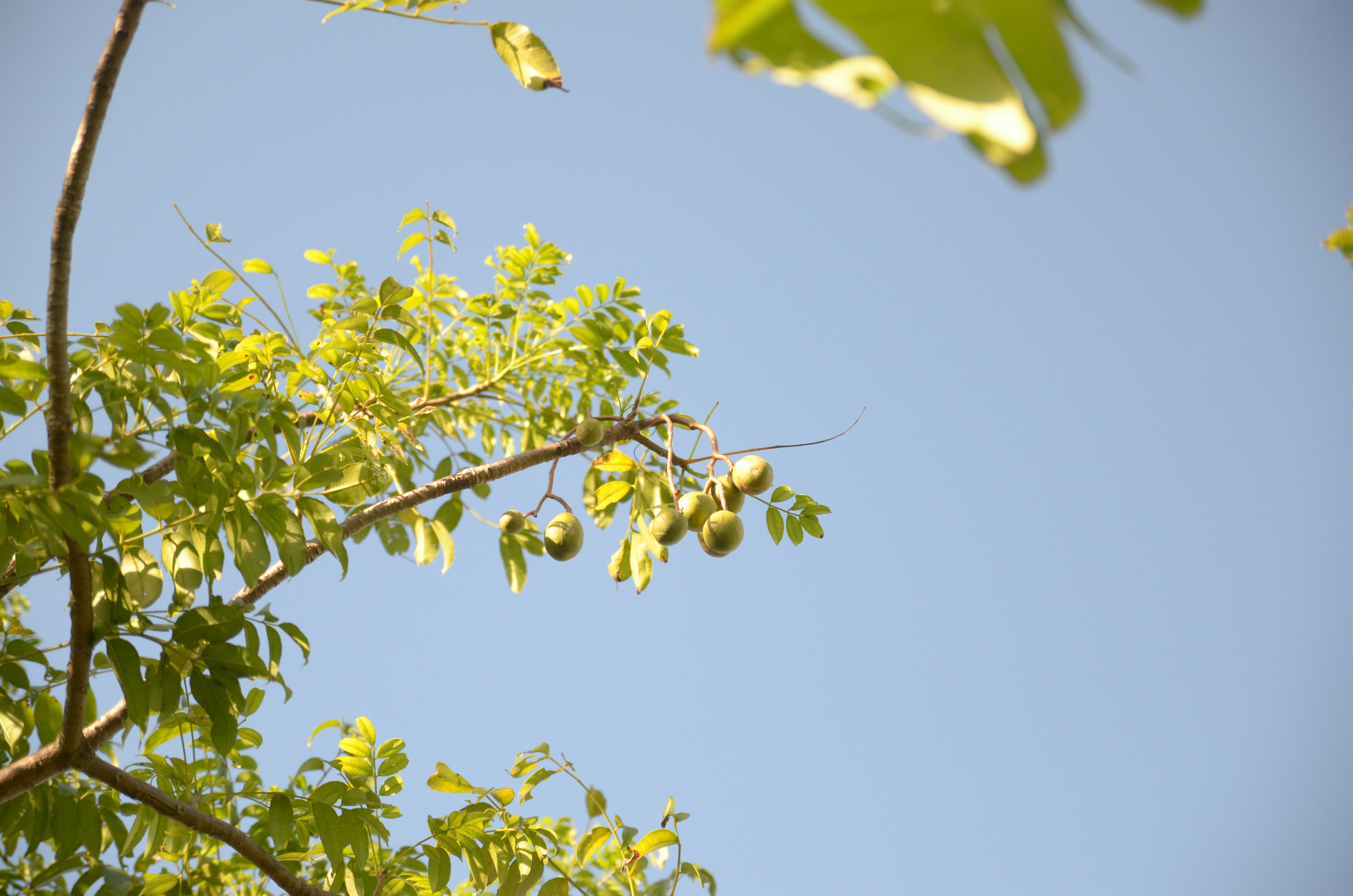 Bright green leaves and small fruit on a tree branch reach toward a pale blue sky, captured in natural daylight.