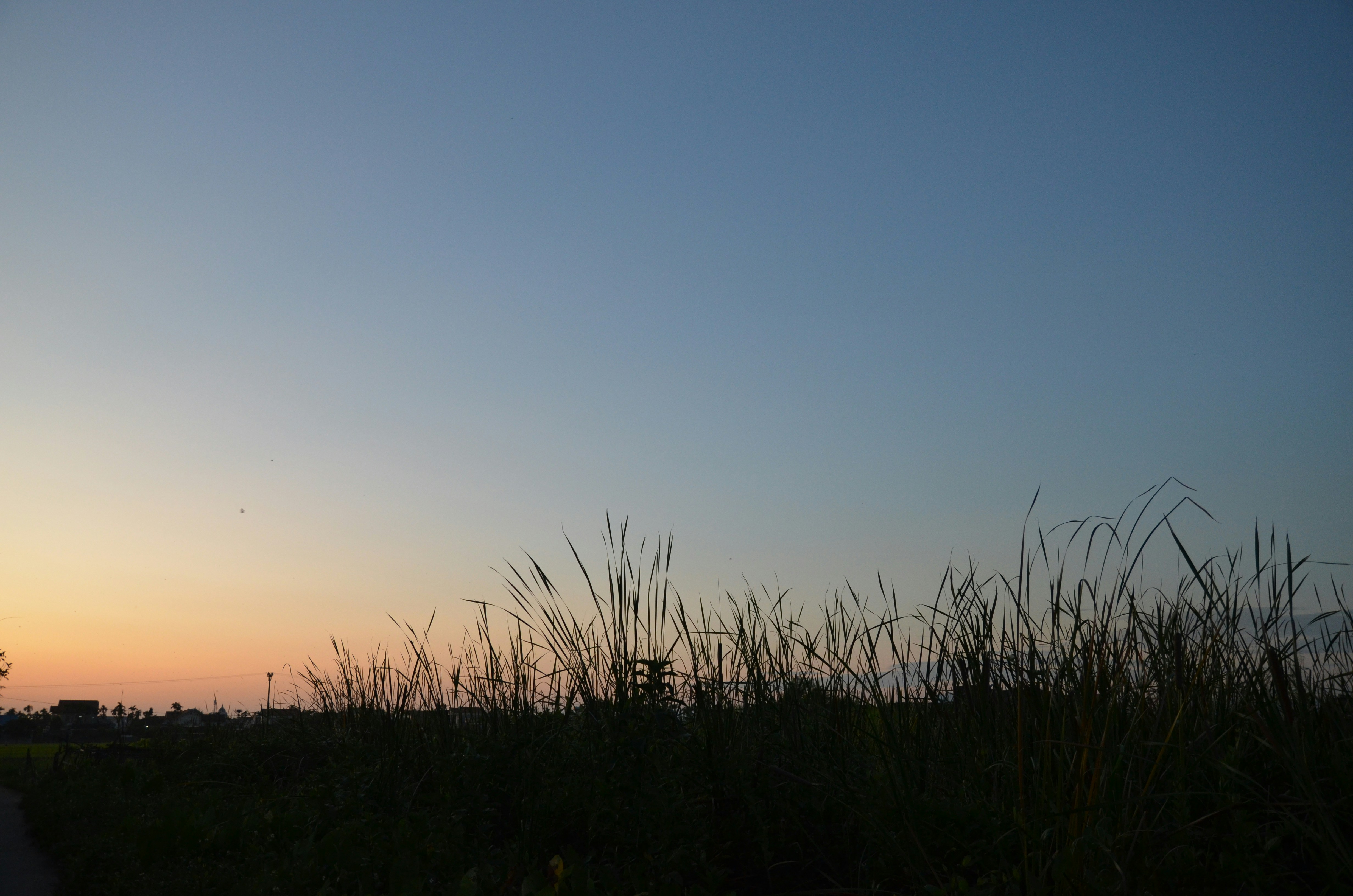 Tall grass silhouetted against a clear sky with a warm orange glow