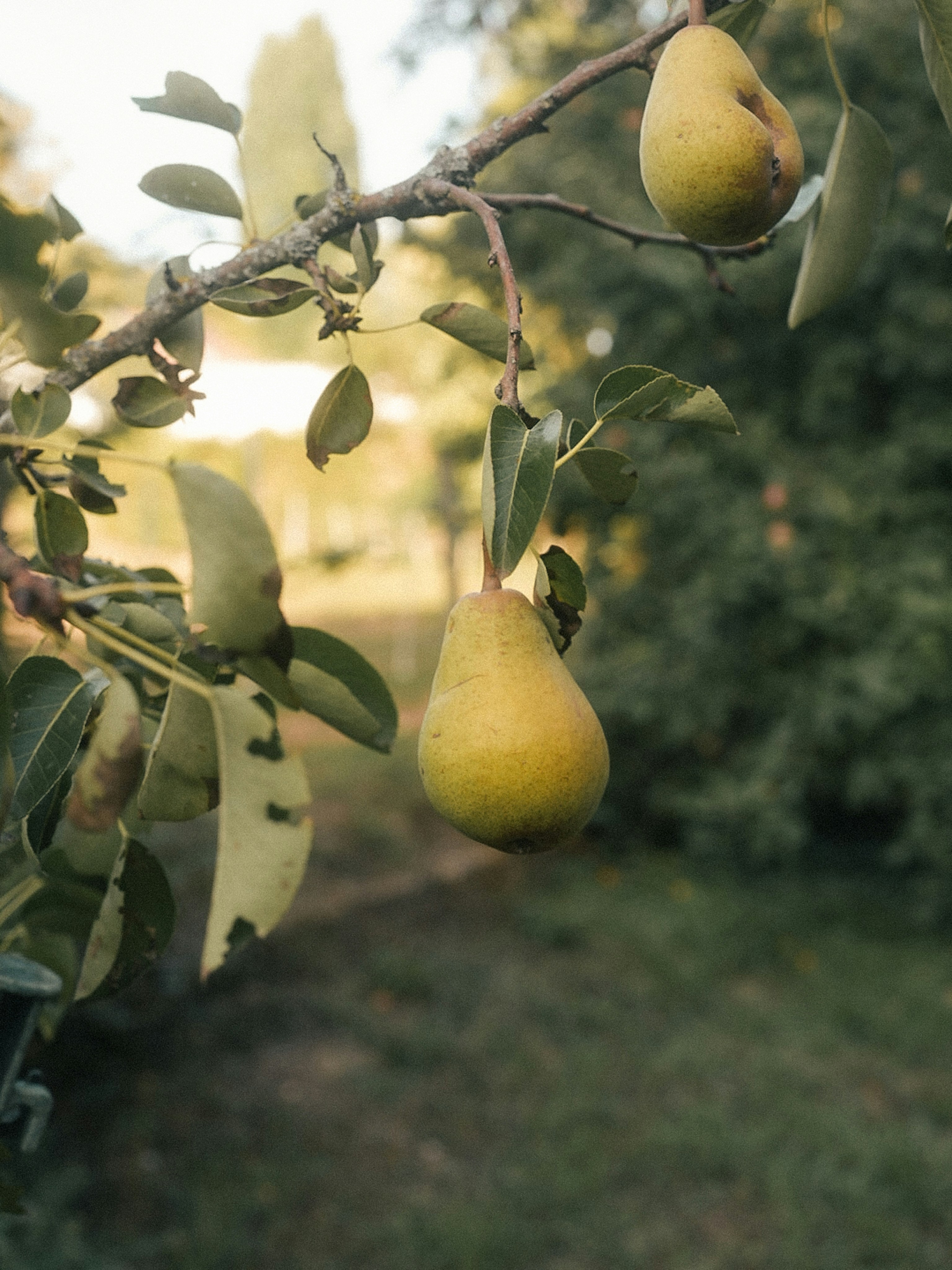 Ripened Pears in Soft Backlight